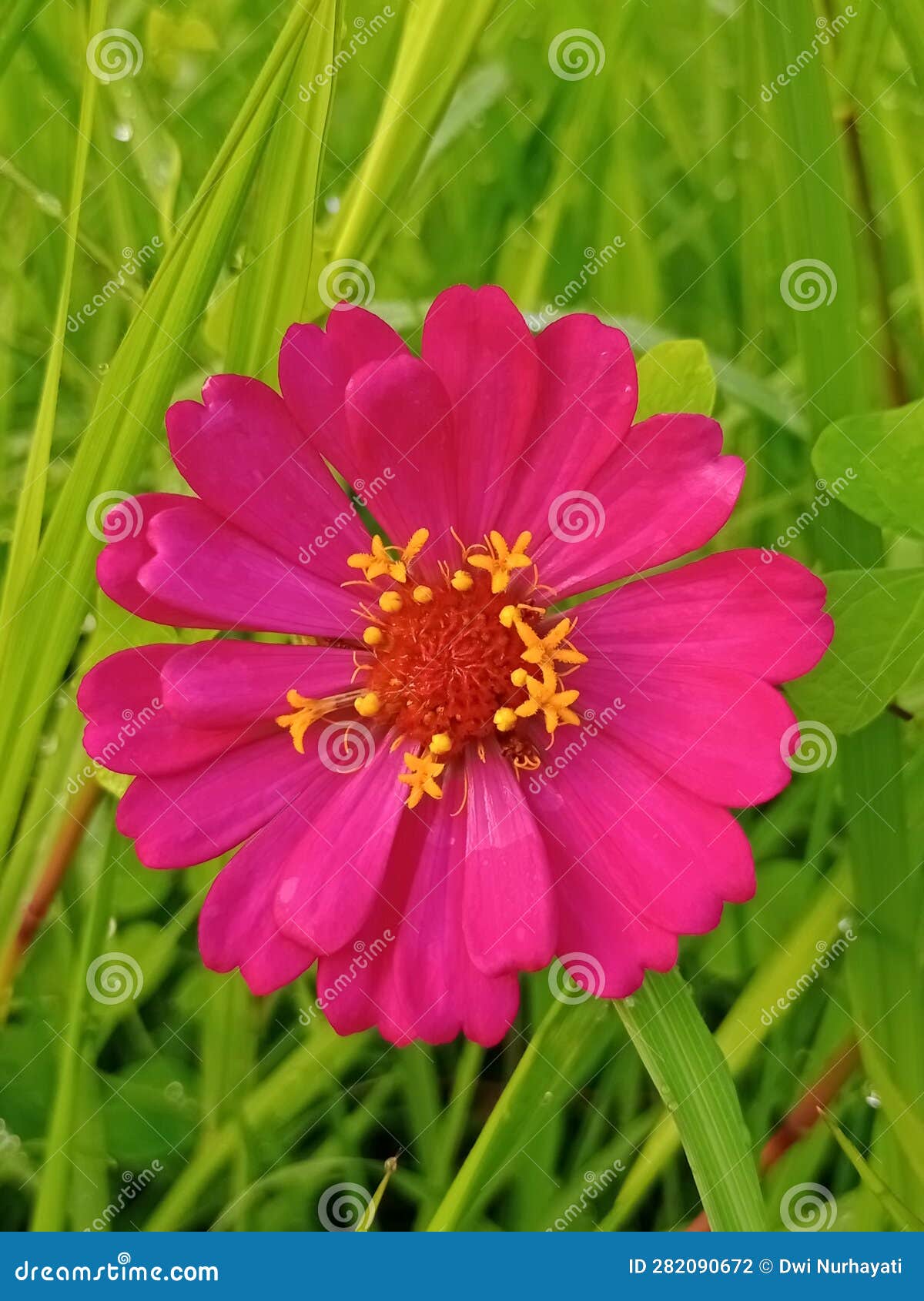 Red Zinia flower stock photo. Image of yellow, prairie - 282090672
