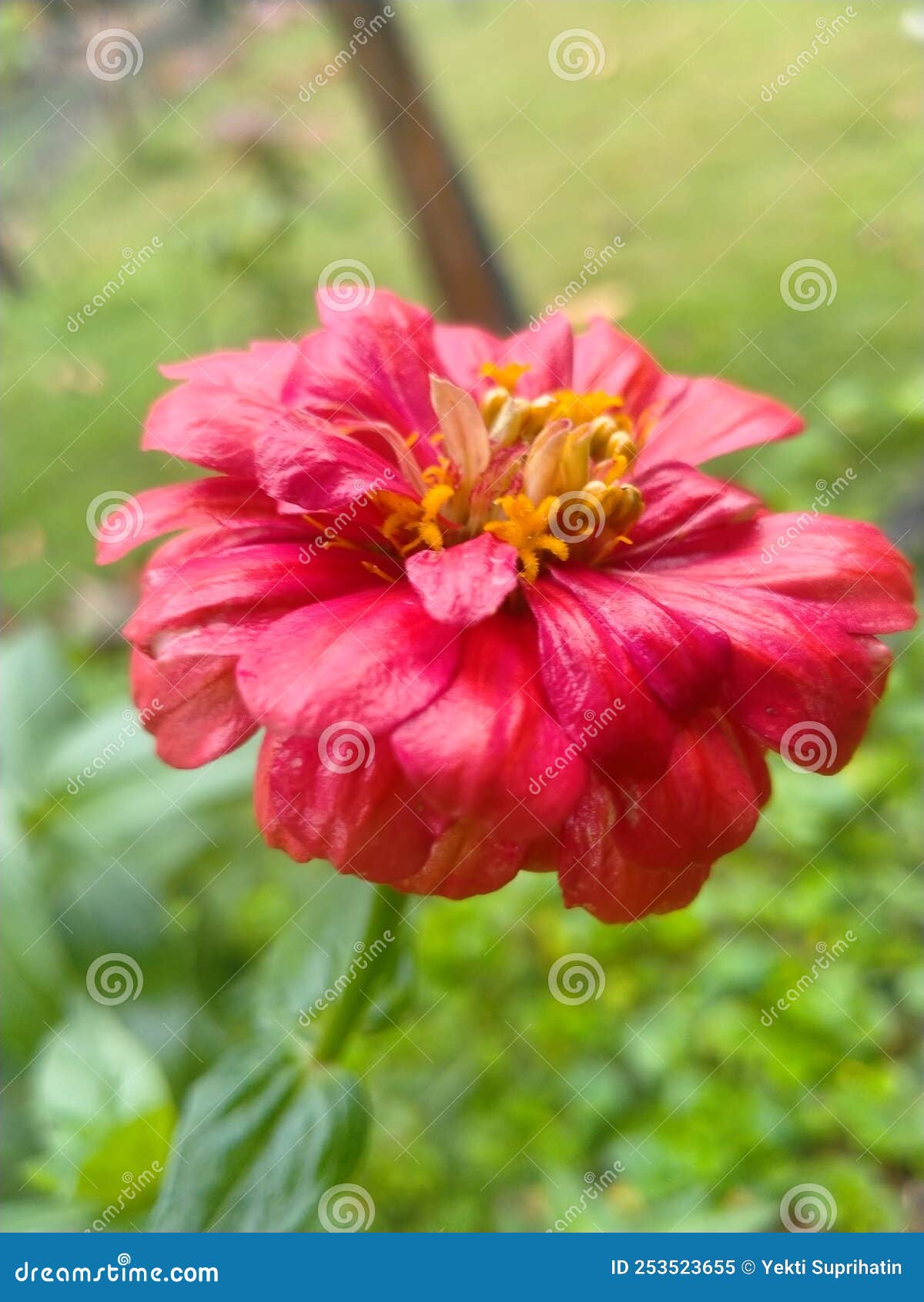 Bunga zinnia anggun stock image. Image of elegan, anggun - 253523655