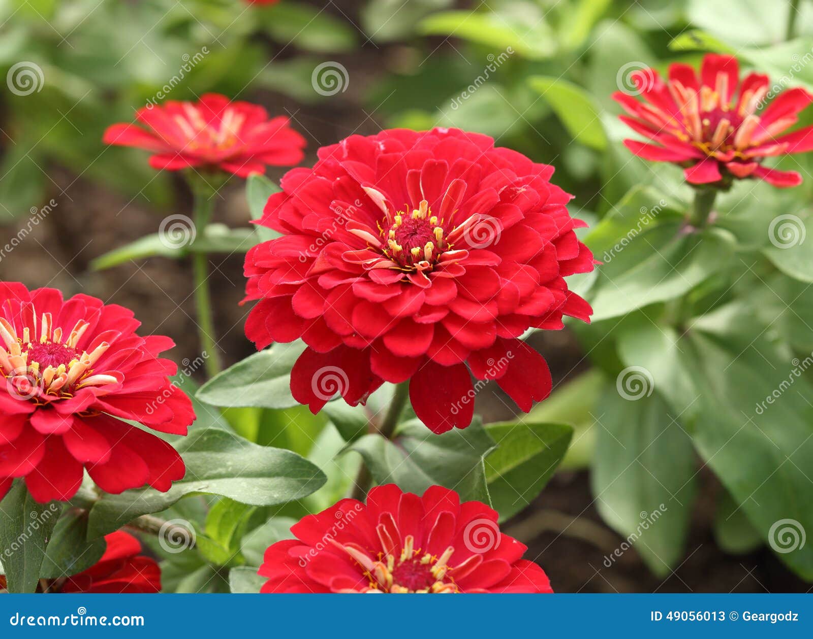 Red zinnia flower stock image. Image of botany, colorful - 49056013