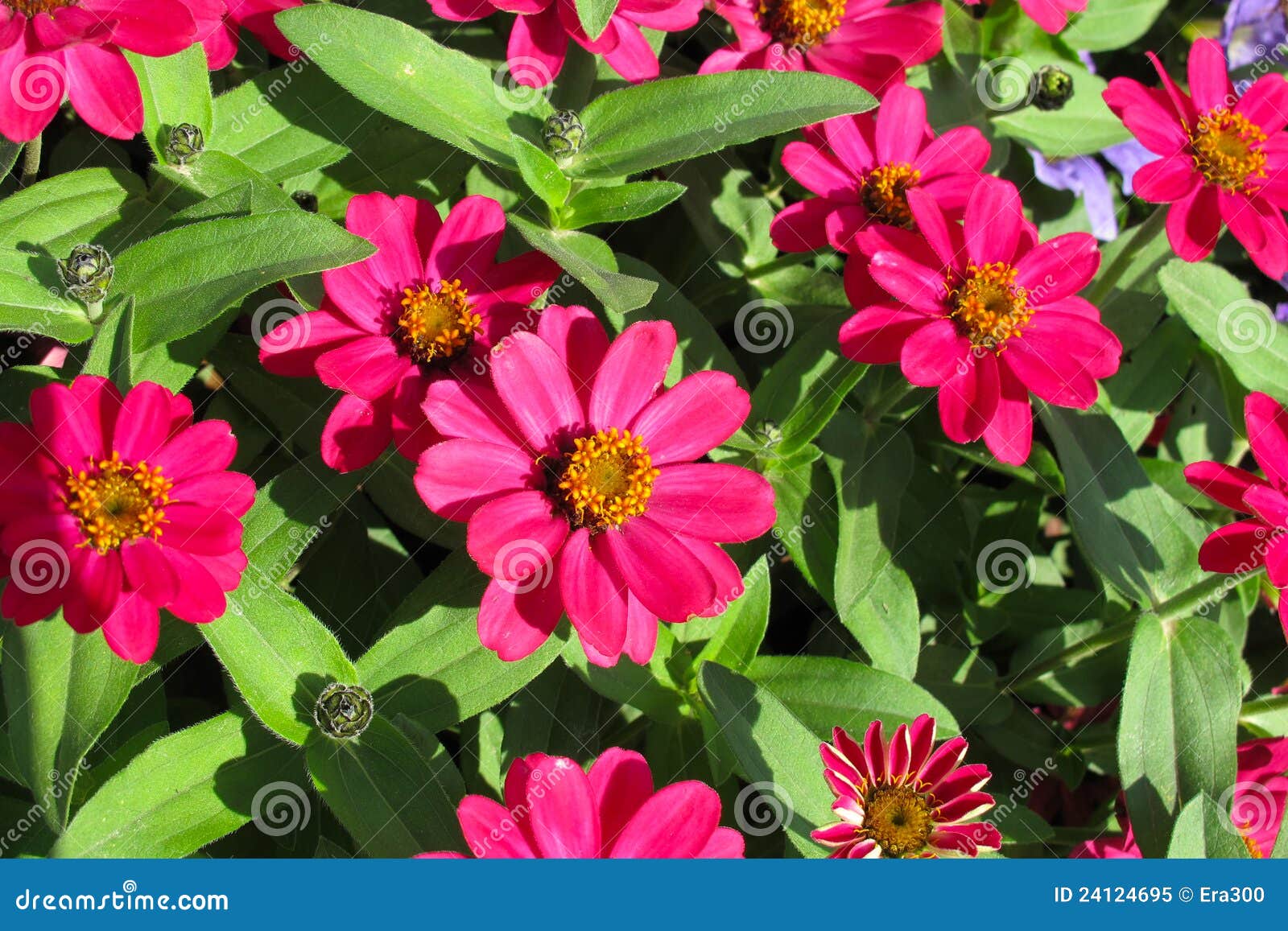 Red zinnias stock image. Image of blooming, field, flora - 24124695