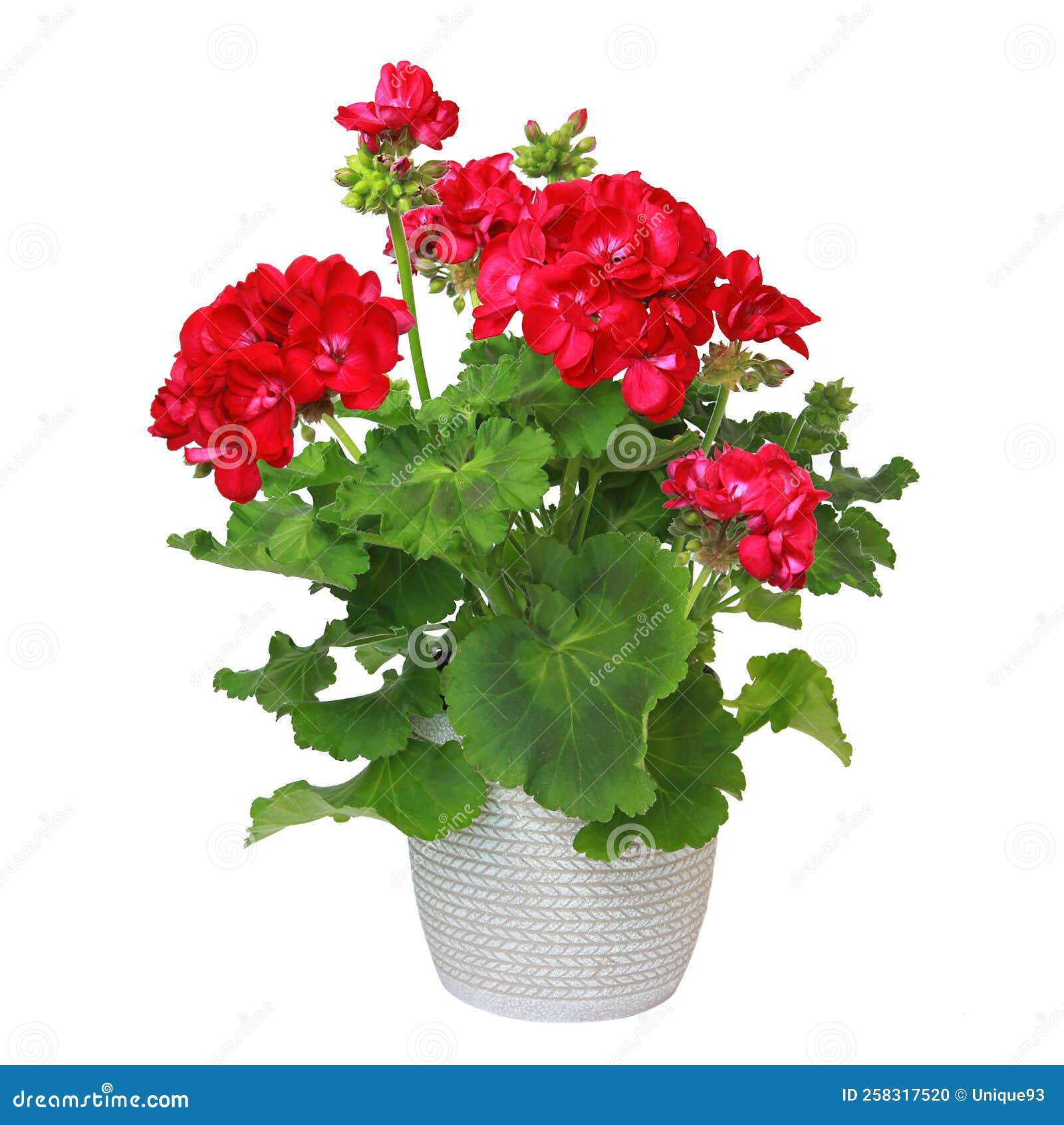 Red zonal geranium in pot stock photo. Image of leaf - 258317520