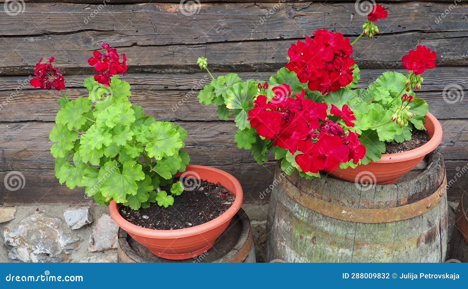 Red Zonal Geraniums in Design. Pelargonium Peltatum is Species of ...