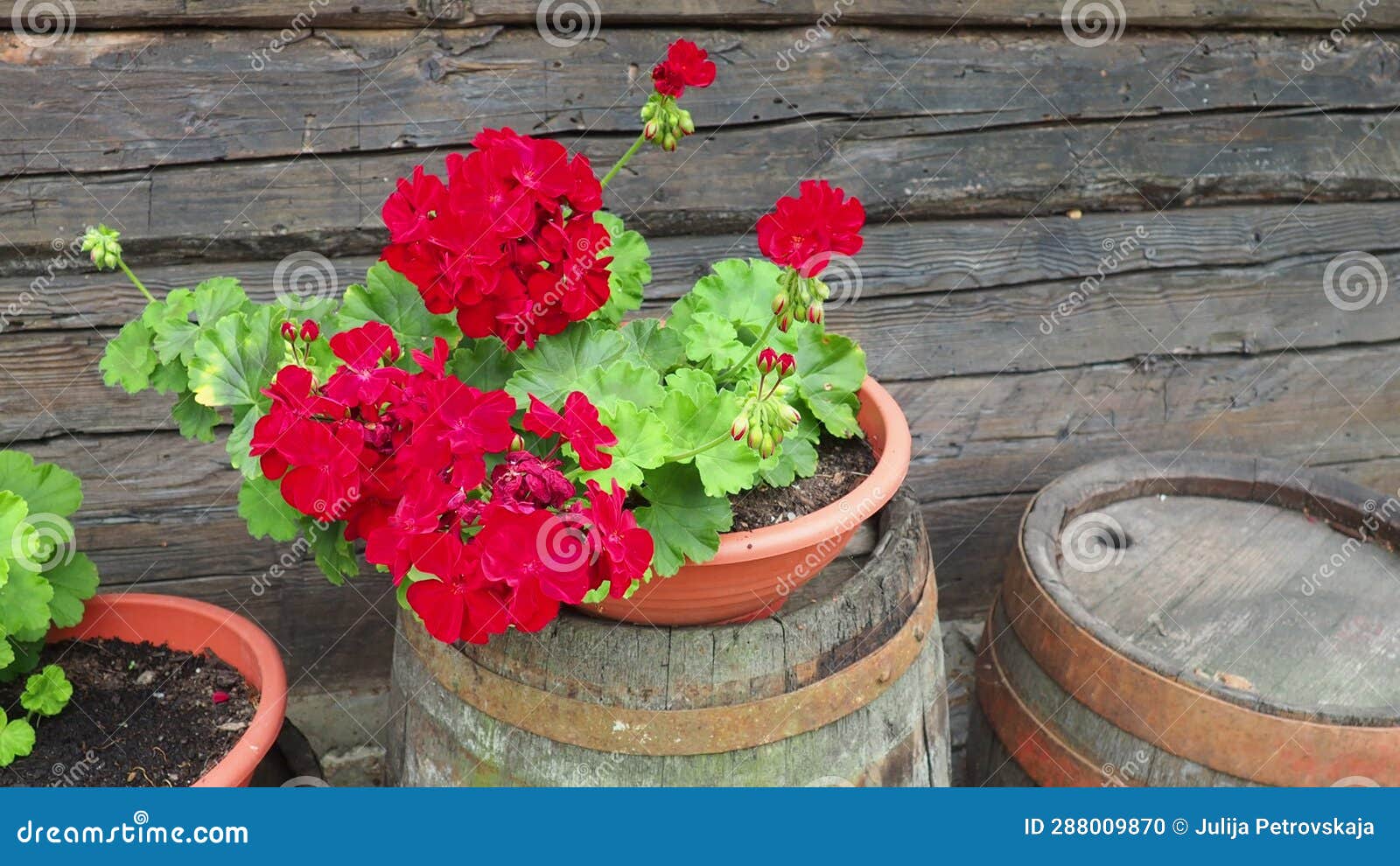 Red Zonal Geraniums in Design. Pelargonium Peltatum is Species of ...
