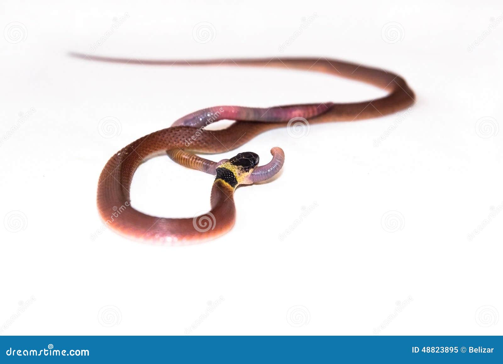 Redback Coffee Snake (Ninia Sebae) Stock Image - Image of swallow ...