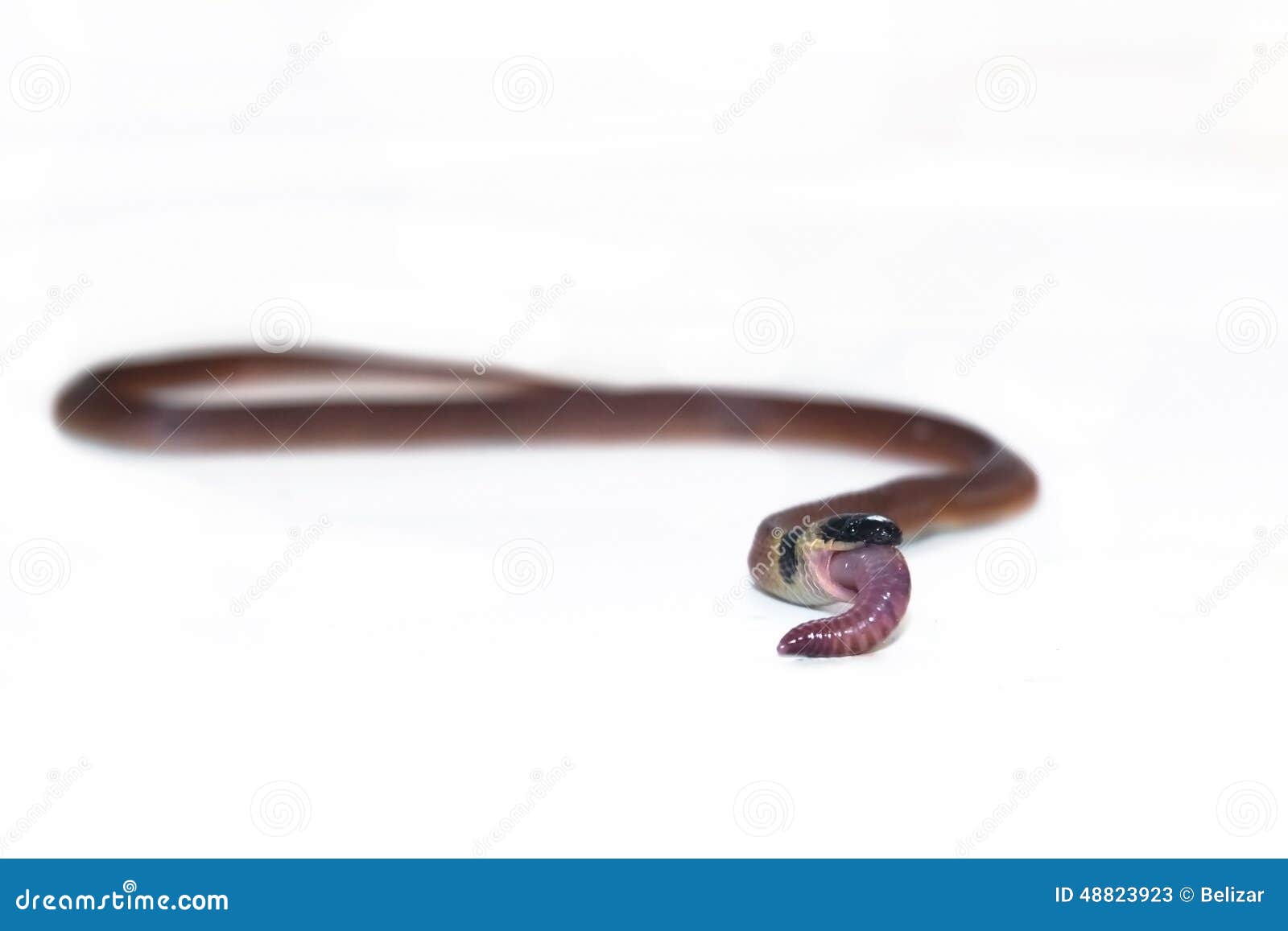 Redback Coffee Snake (Ninia Sebae) Stock Image - Image of american ...