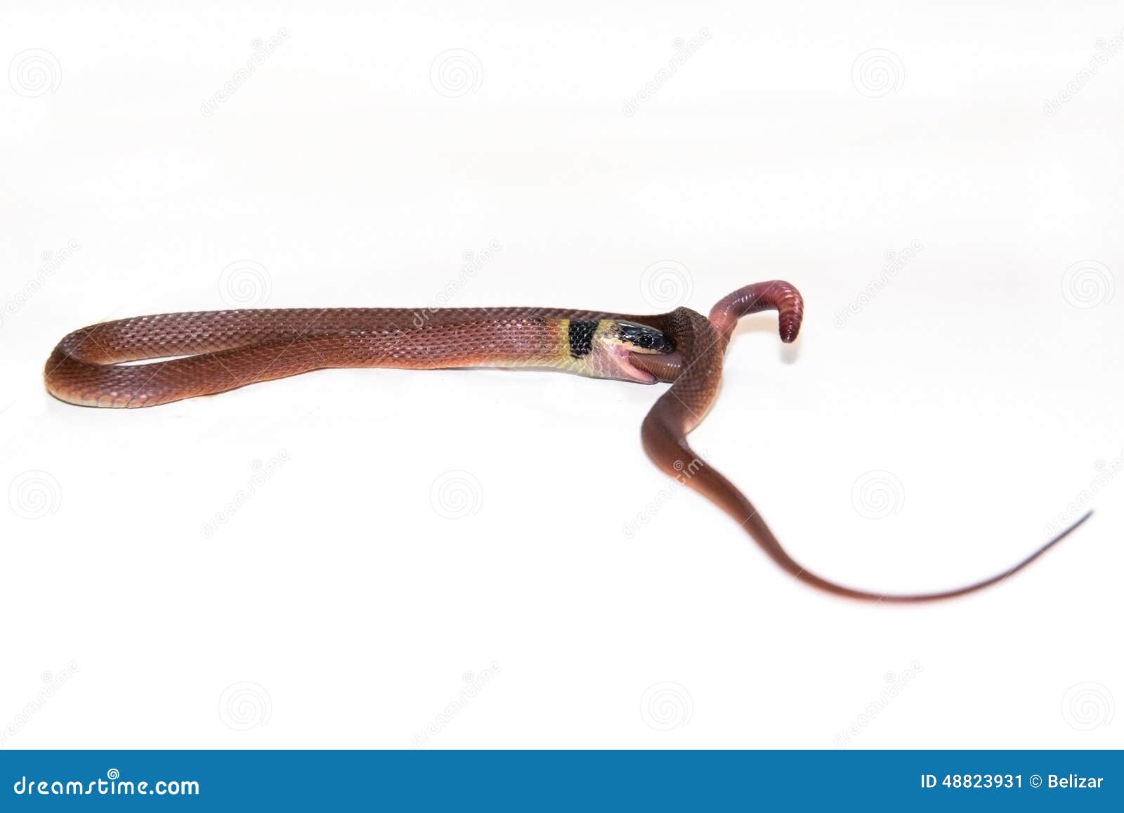 Redback Coffee Snake (Ninia Sebae) Stock Image - Image of ninia ...