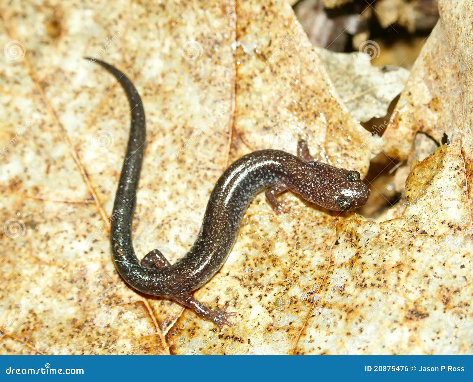 Redback Salamander (Plethodon Cinereus) Stock Photo - Image of phase ...