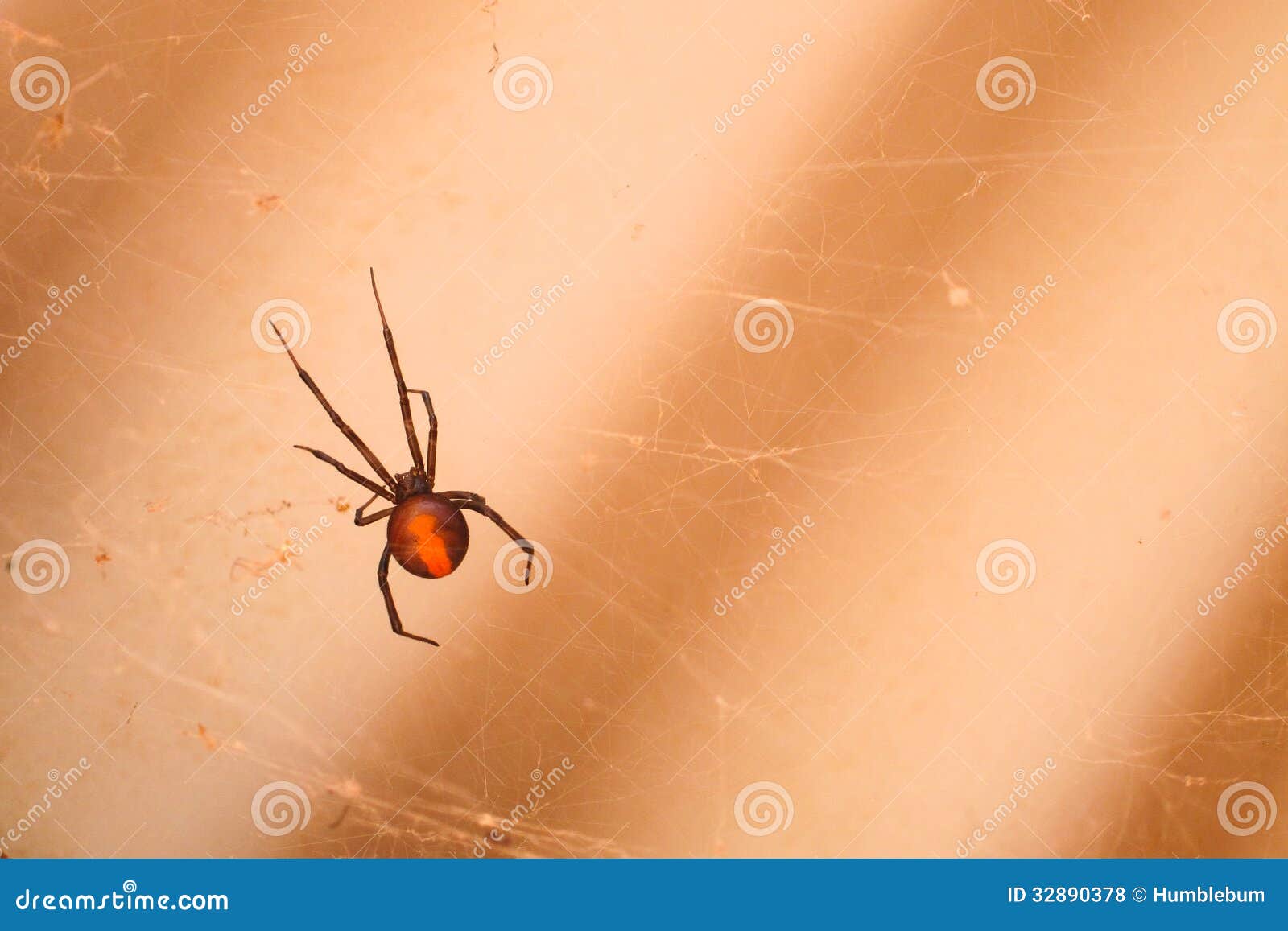 Redback Spider Or Latrodectus Hasseltii, Satara Stock Photo ...