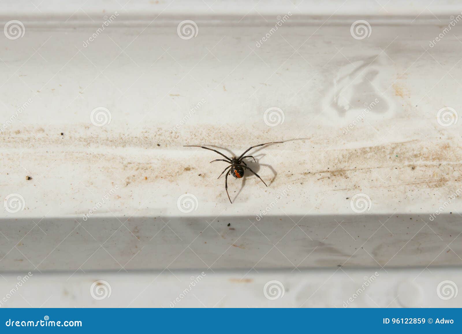 Redback Spider - Australia stock image. Image of australian - 96122859