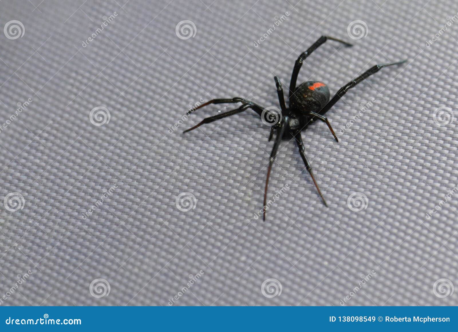 Australian Redback Spider Stock Image | CartoonDealer.com #41818189