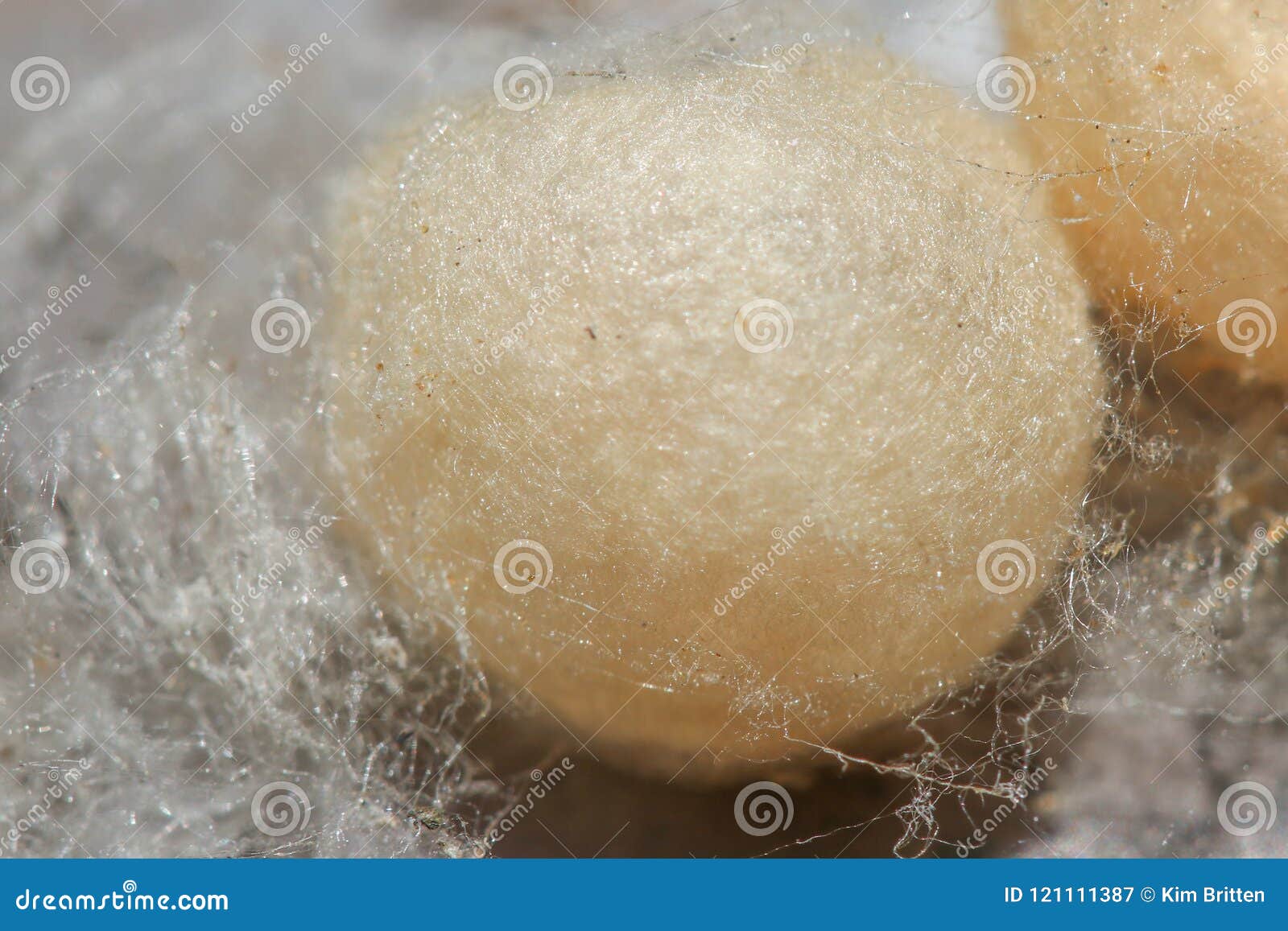 A Redback Spider Egg Sac in Silken Web Stock Image - Image of case ...