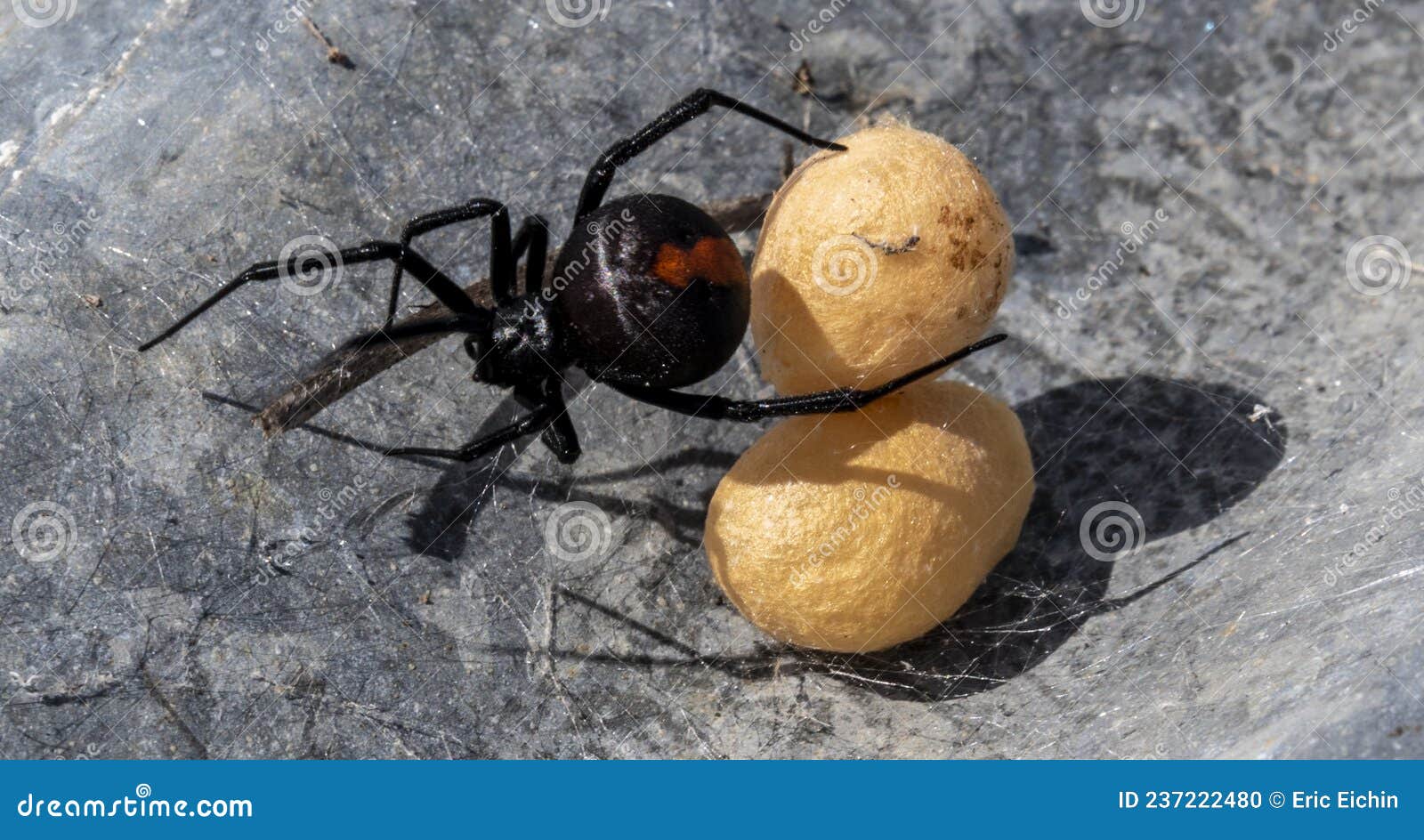 Redback spider with eggs stock photo. Image of widow - 237222480