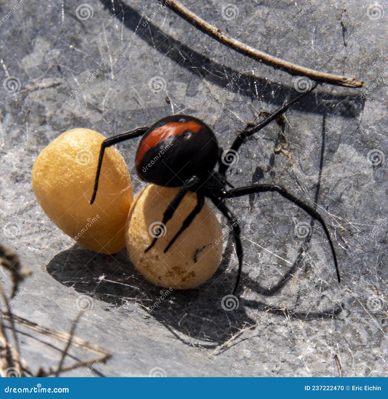 Redback spider with eggs stock photo. Image of venomous - 237222470