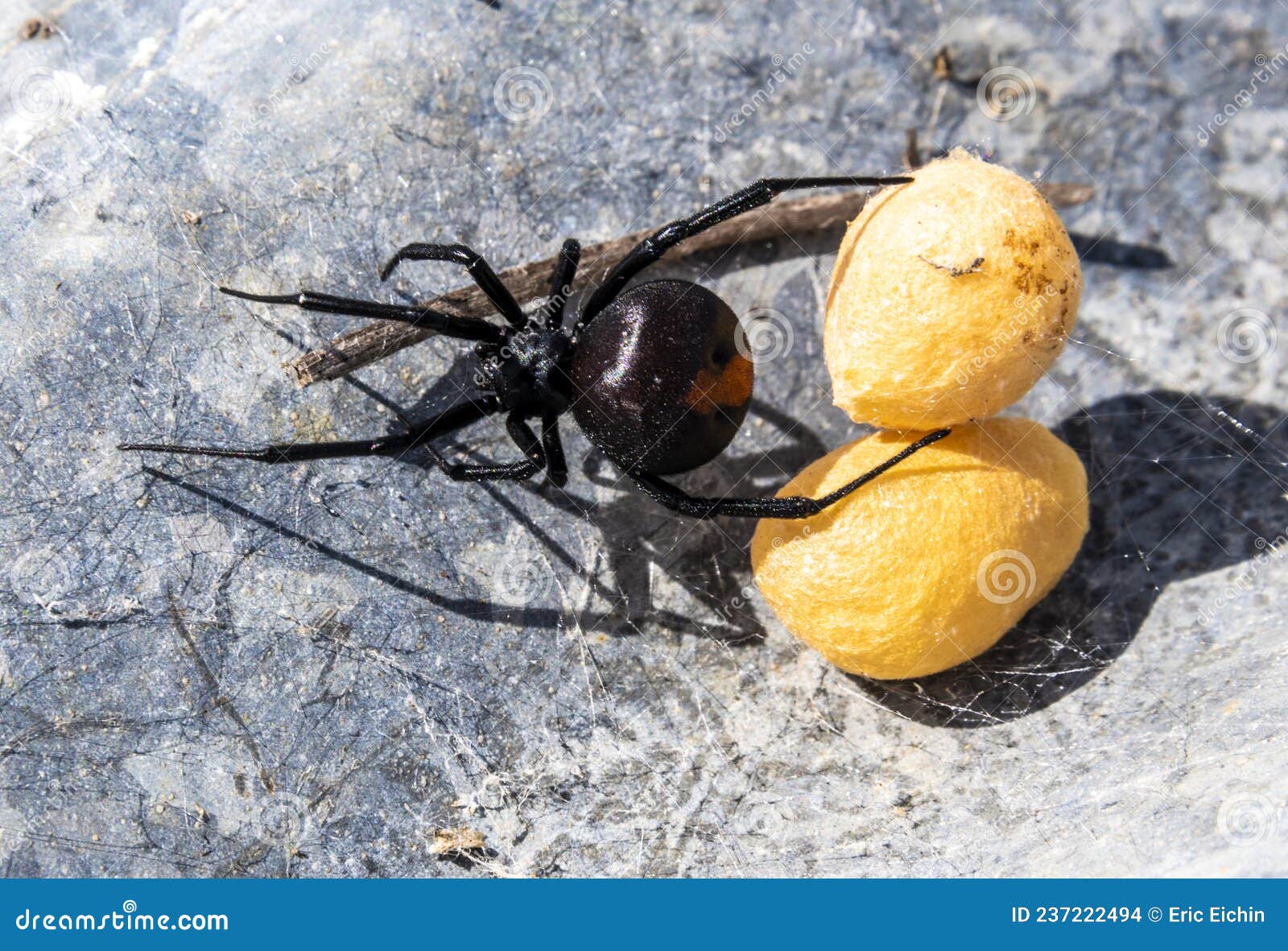 Redback spider with eggs stock photo. Image of australia - 237222494
