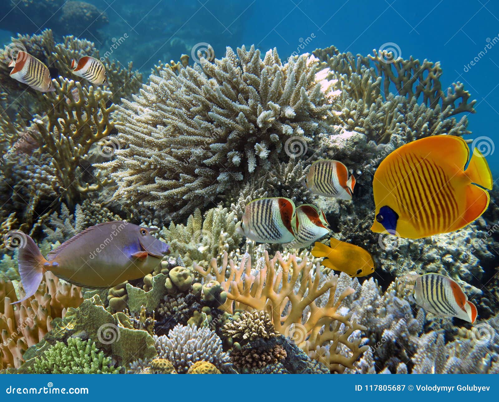 RedbackButterflyfish - Chaetodon Paucifasciatus Fotografering för ...