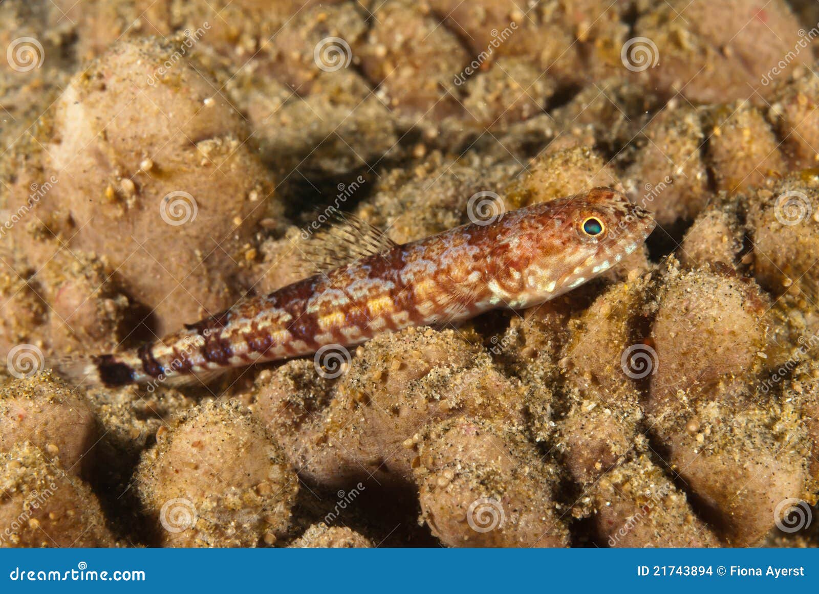 Redband lizardfish stock photo. Image of fish, underwater - 21743894