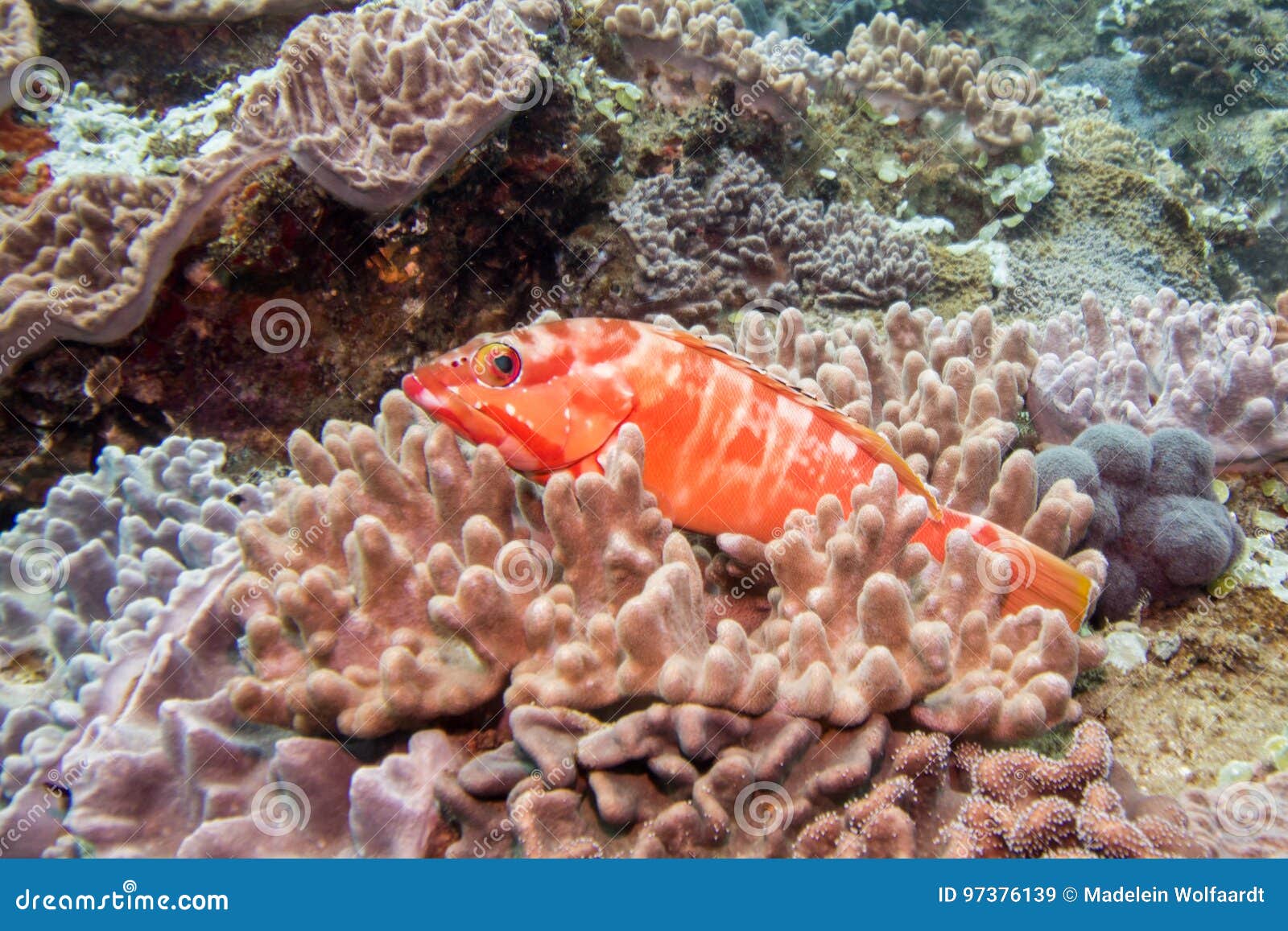 Redbarred Rock Cod Laying in a Hard Coral. Stock Image - Image of ...