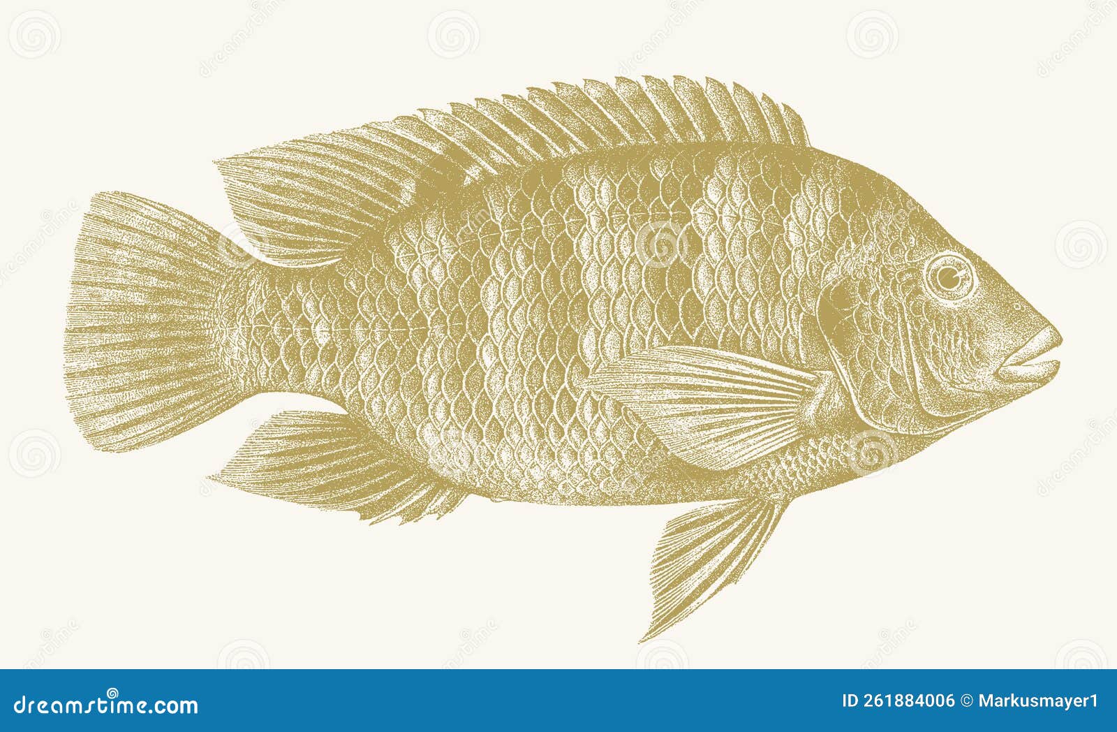 Tilapia Freshwater Fish, Fresh Aquatic Fish Species Cartoon Vector ... Tilapia Freshwater Fish, Fresh Aquatic Fish Species Cartoon Vector ...
