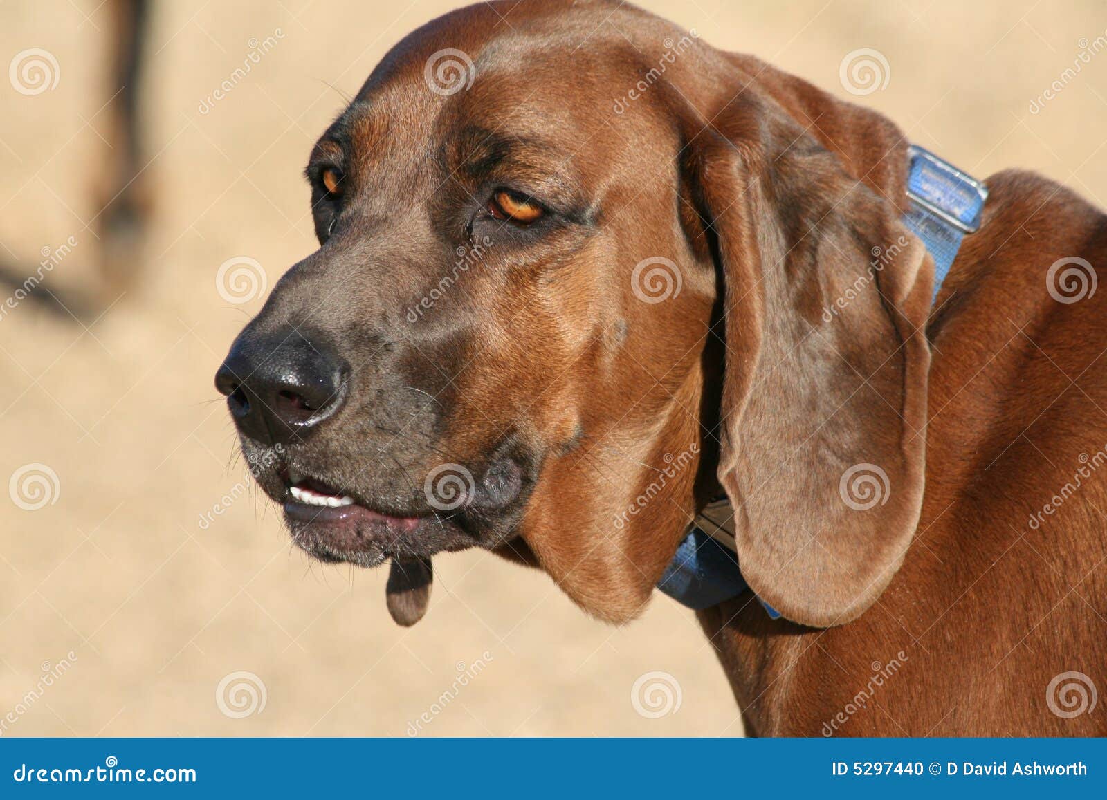 Redbone Coonhound Bloodhound Mutt In The Grass Stock Image ...
