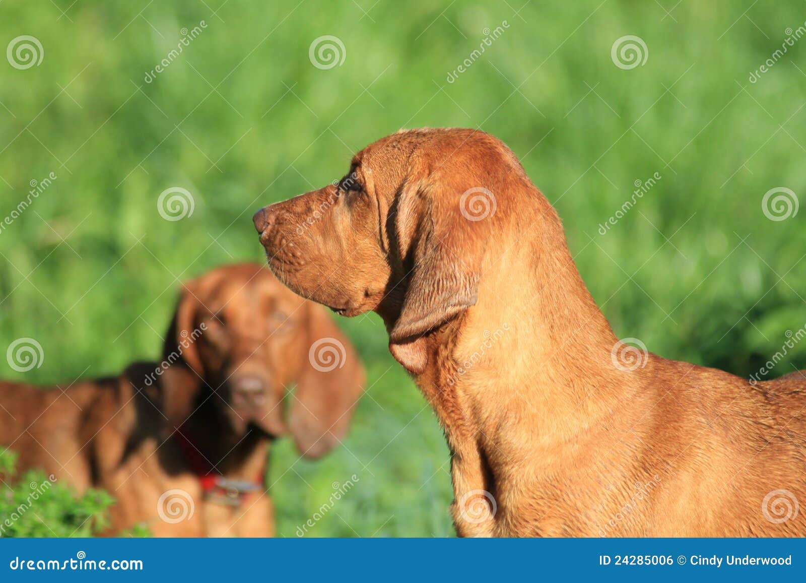 Redbone Coonhound Bloodhound Mutt In The Grass Stock Image ...