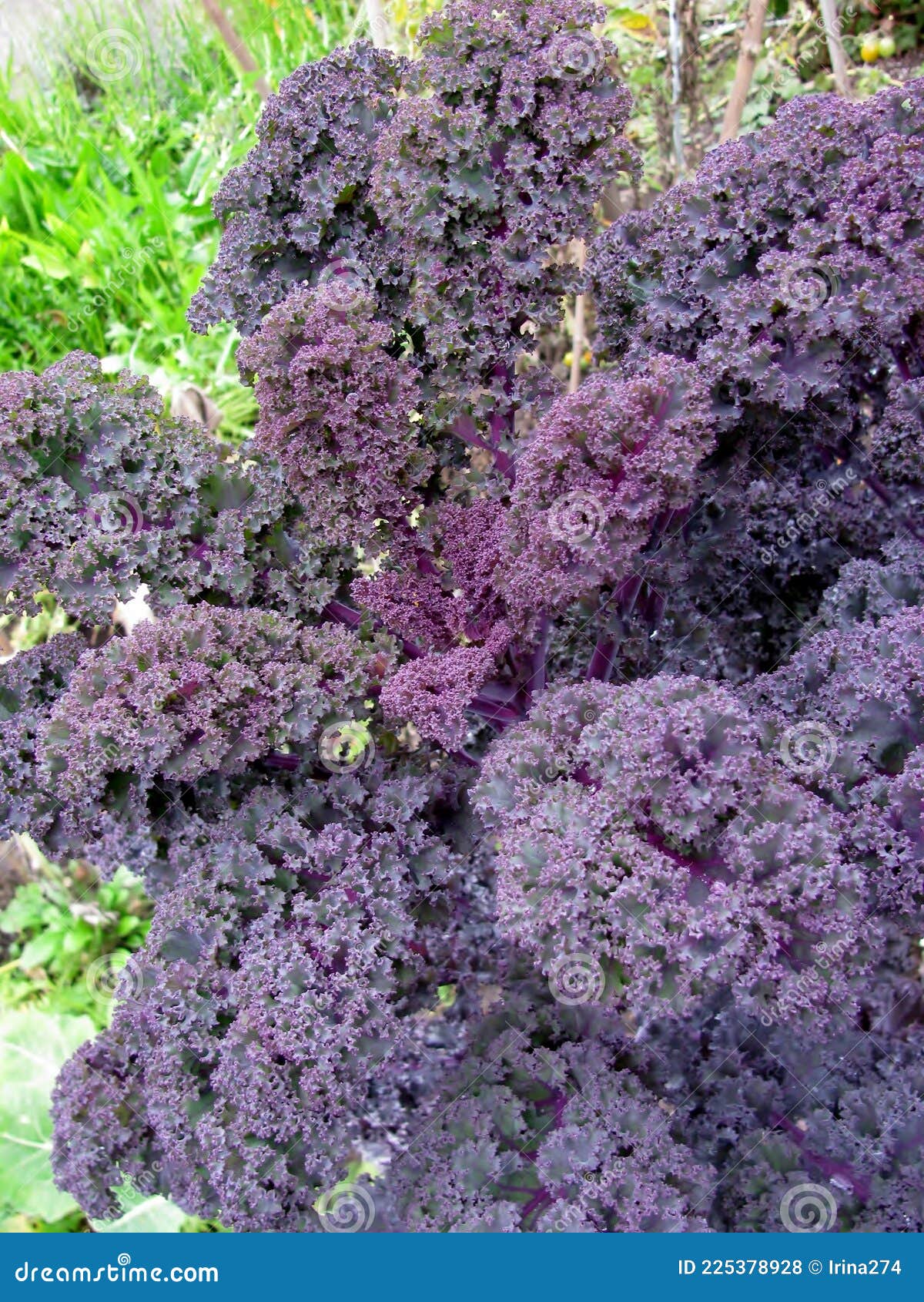 Redbor Ruffled Purple Cabbage Kale Growing in Garden Stock Photo ...