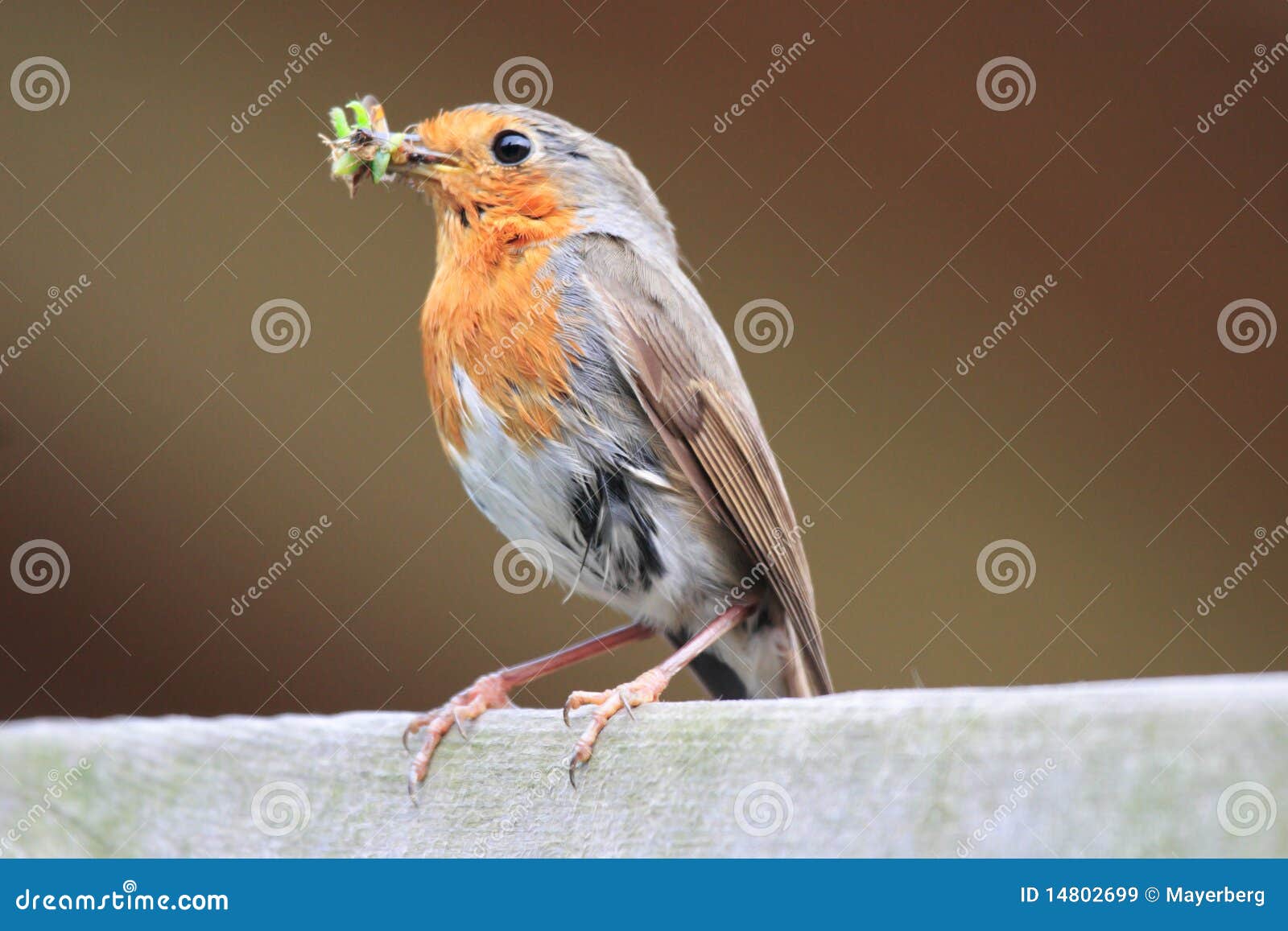 Redbreast imagem de stock. Imagem de wildlife, robina - 14802699