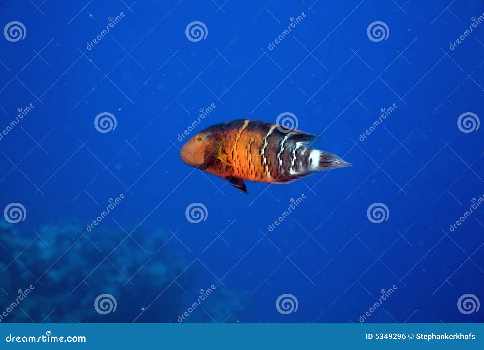 Redbreasted Wrasse (cheilinus Quinquecinctus) Stock Photo - Image of ...