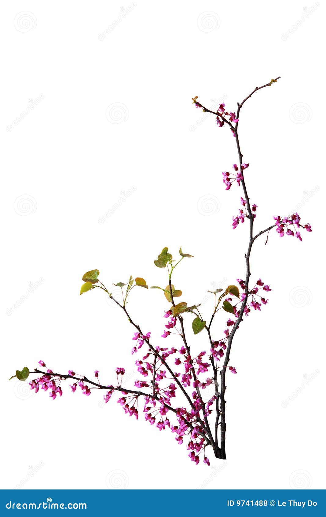 Redbud stock photo. Image of blossom, stem, growth, nature - 9741488