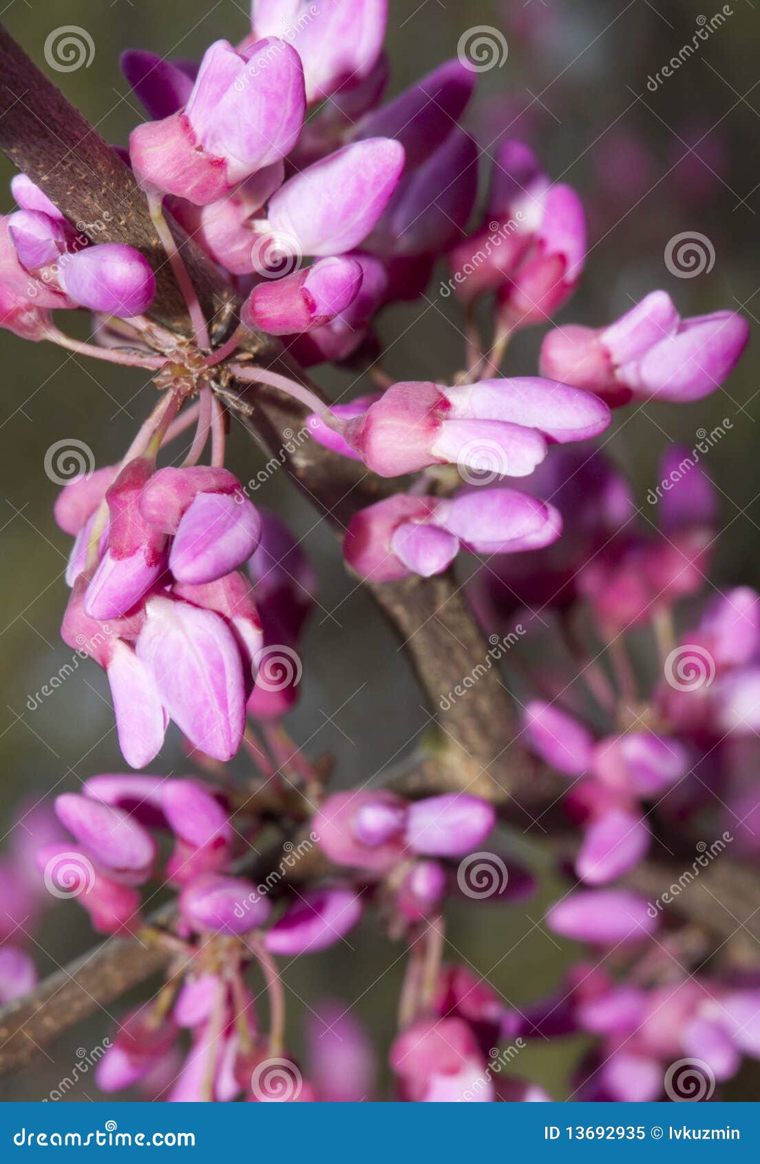 Redbud blooming. stock image. Image of pikn, blossom - 13692935