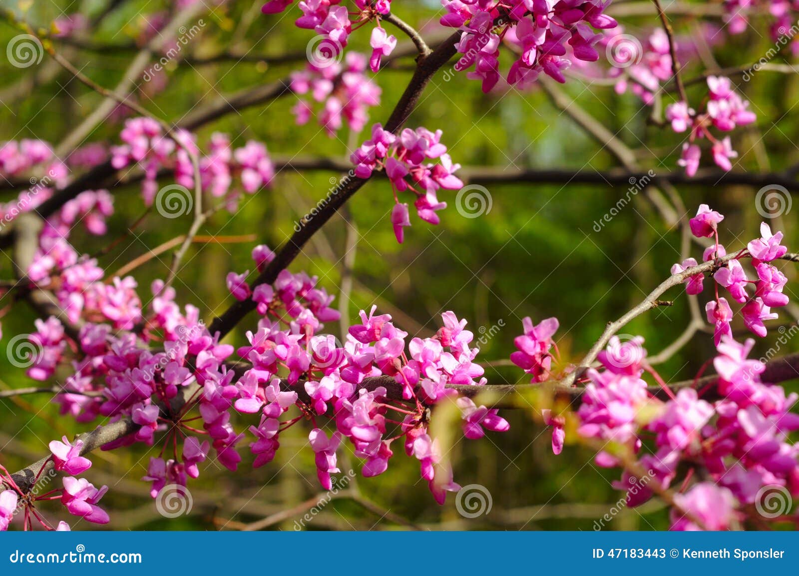 Redbud blossoms stock image. Image of fresh, ohio, mauve - 47183443