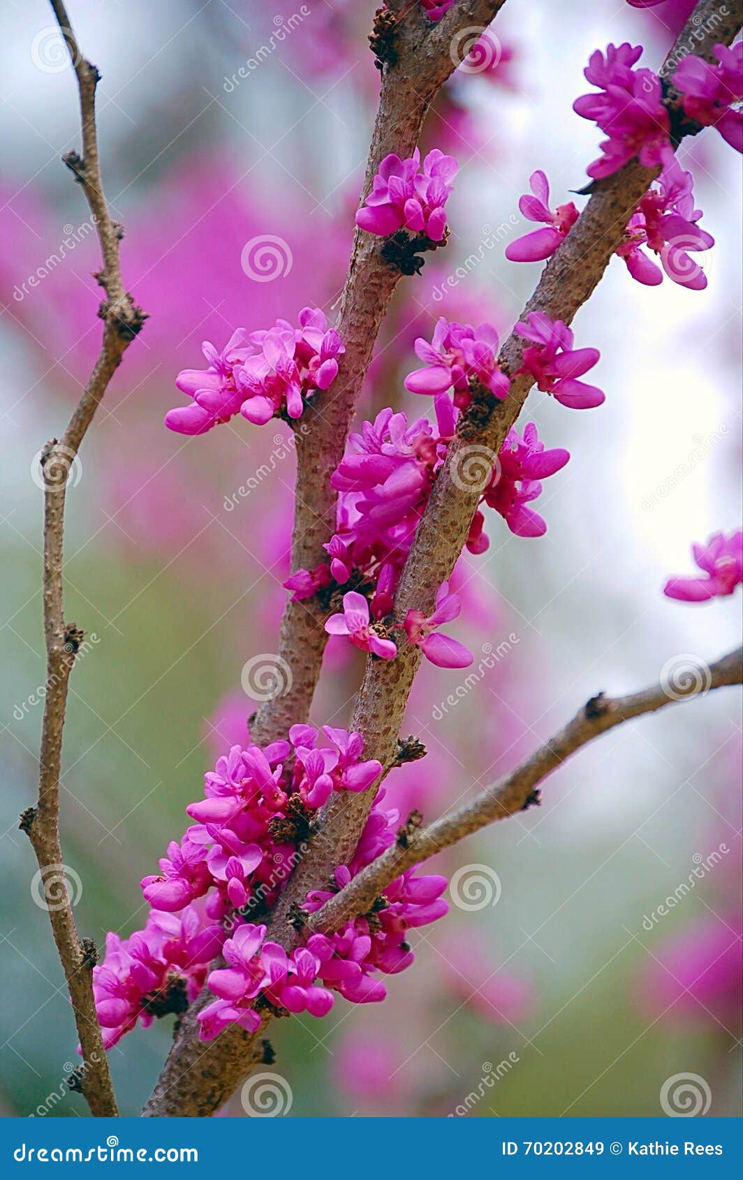 Redbud stock image. Image of macro, branch, redbud, flowers - 70202849