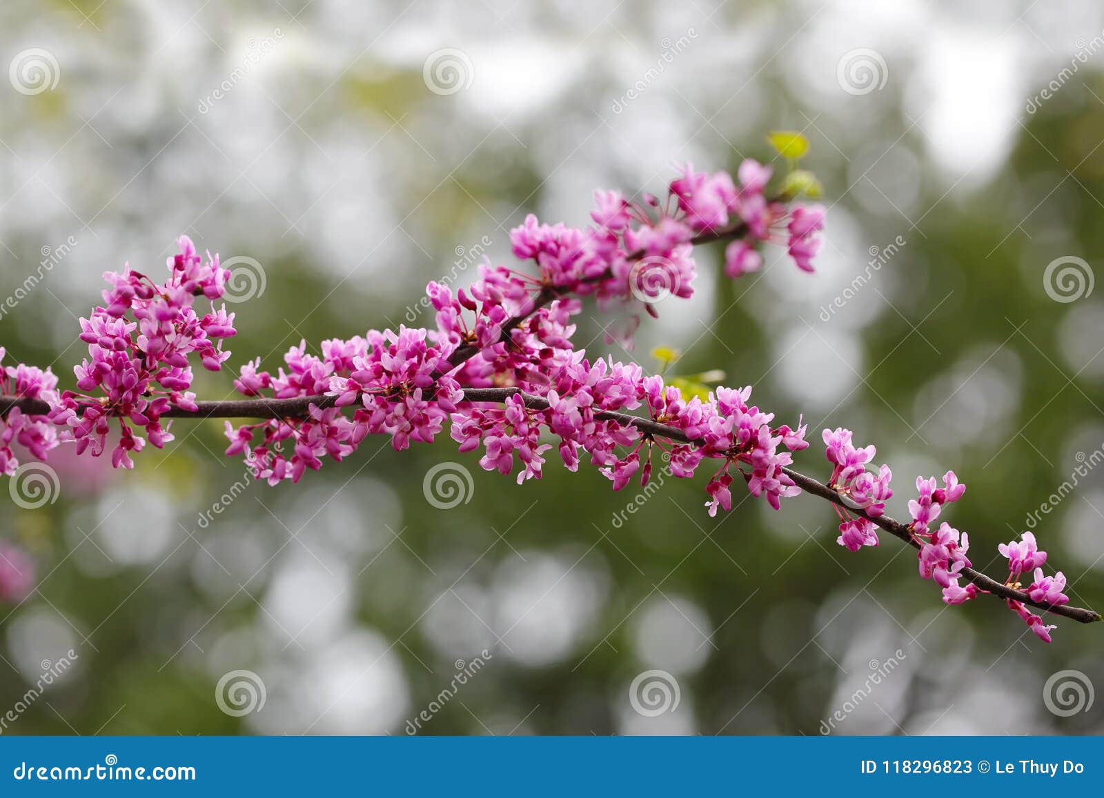 Redbud Flower stock image. Image of beauty, botanical - 118296823