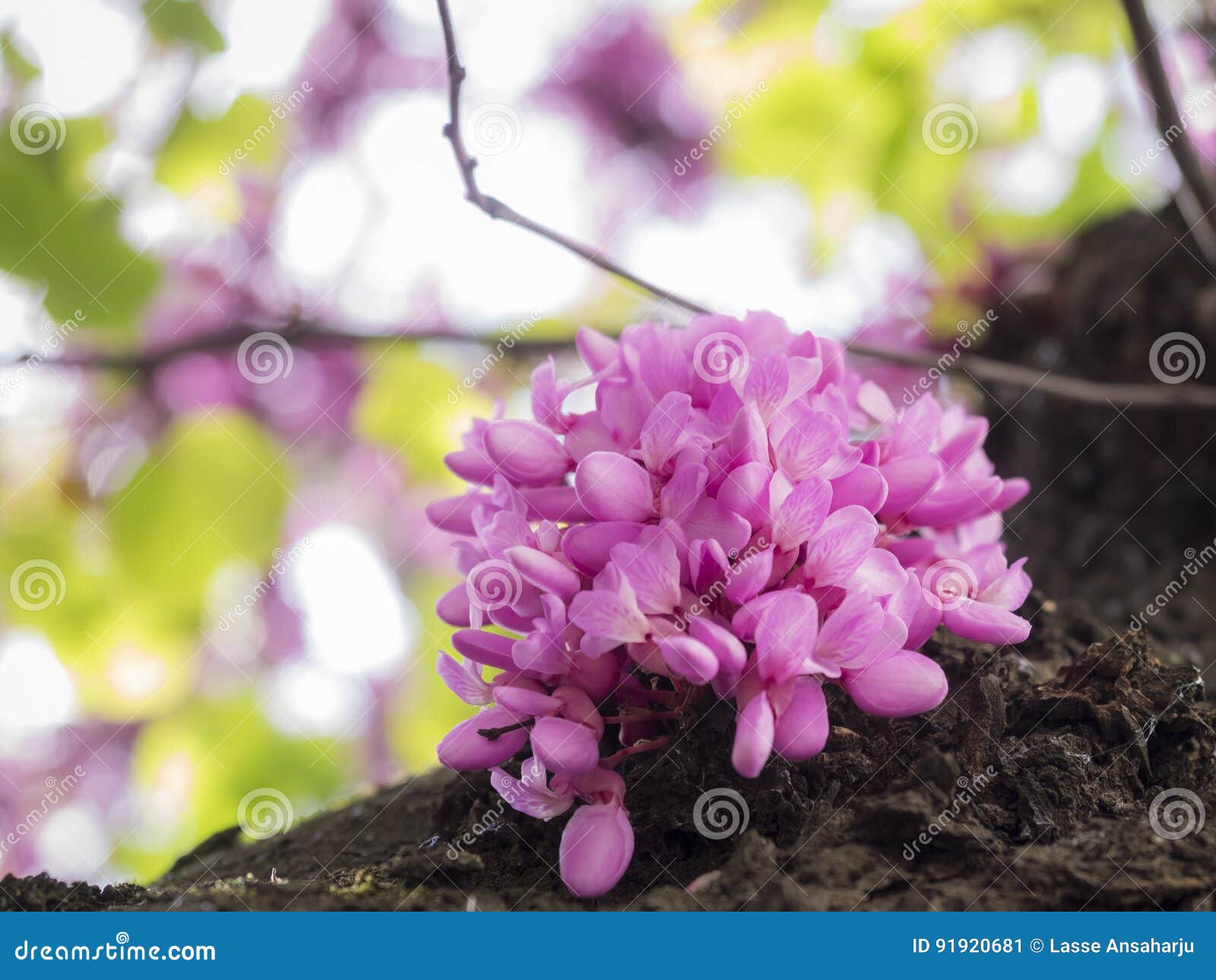 Redbud Flowers stock image. Image of petal, city, pink - 91920681