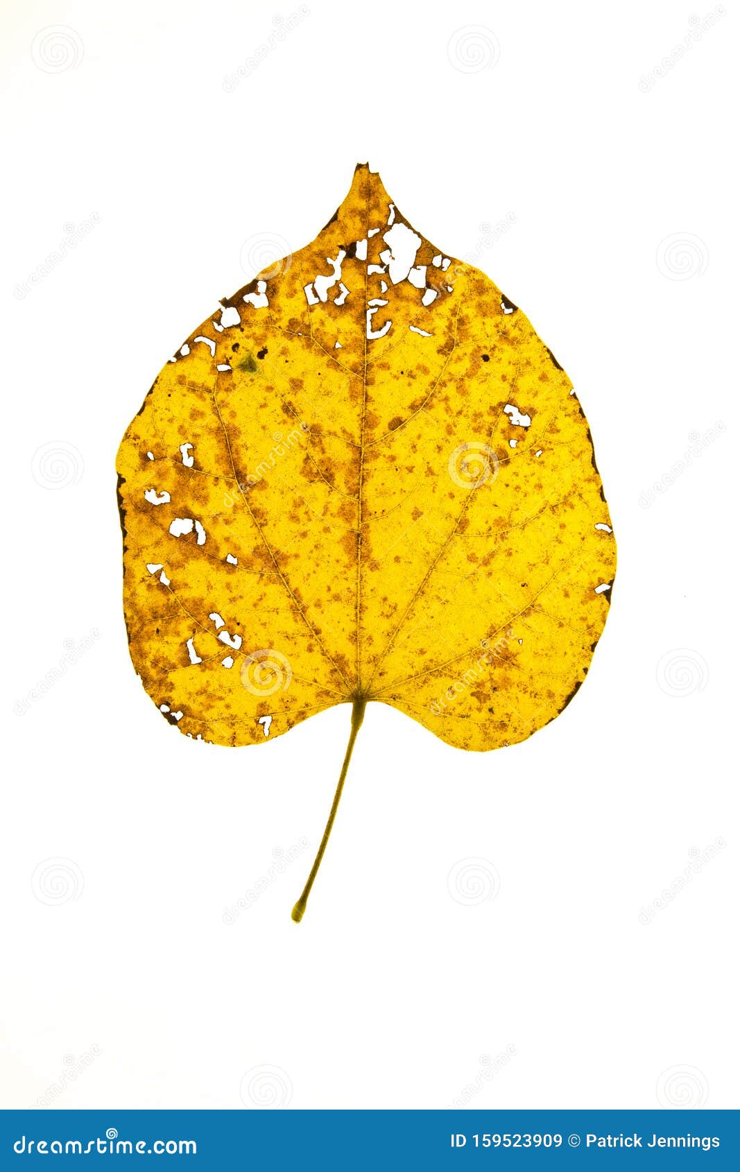 Redbud Leaf stock image. Image of close, fall, tree - 159523909