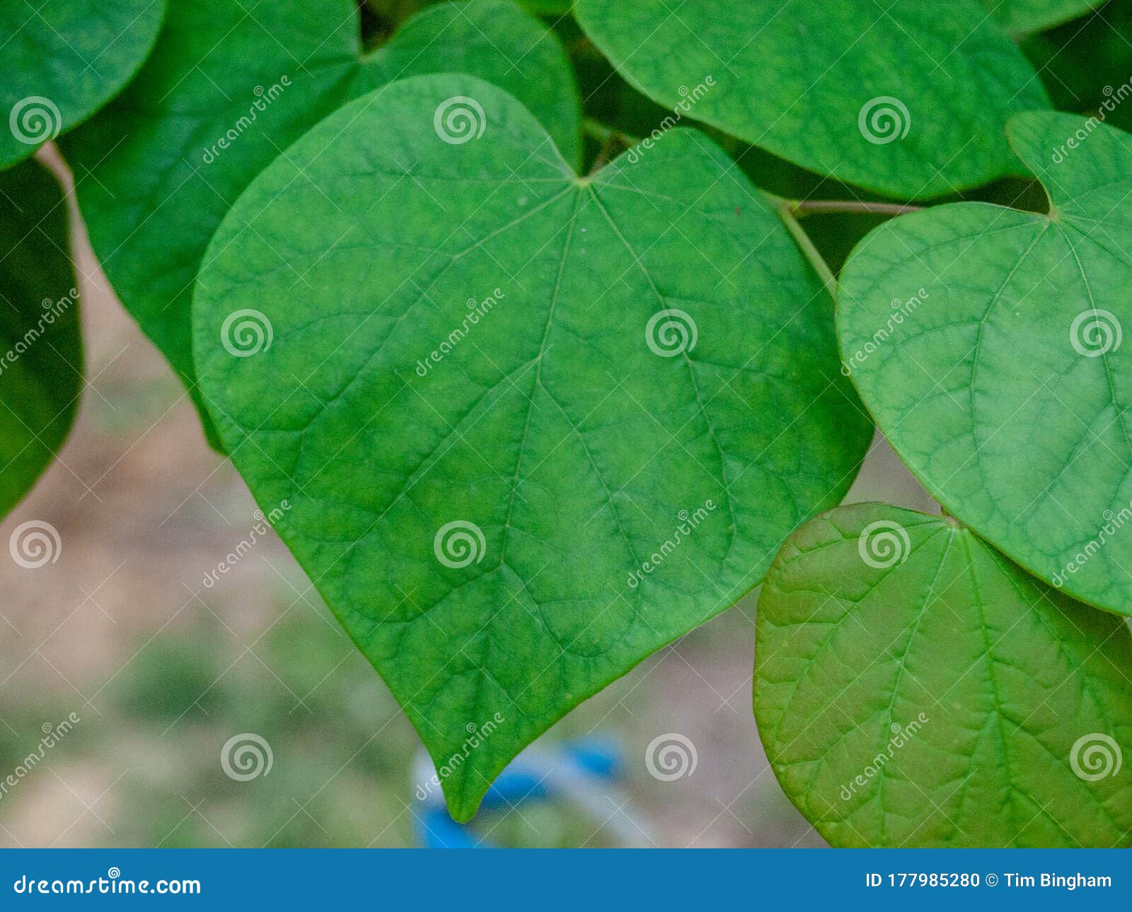 Redbud Leaves stock photo. Image of nature, tree, redbud - 177985280