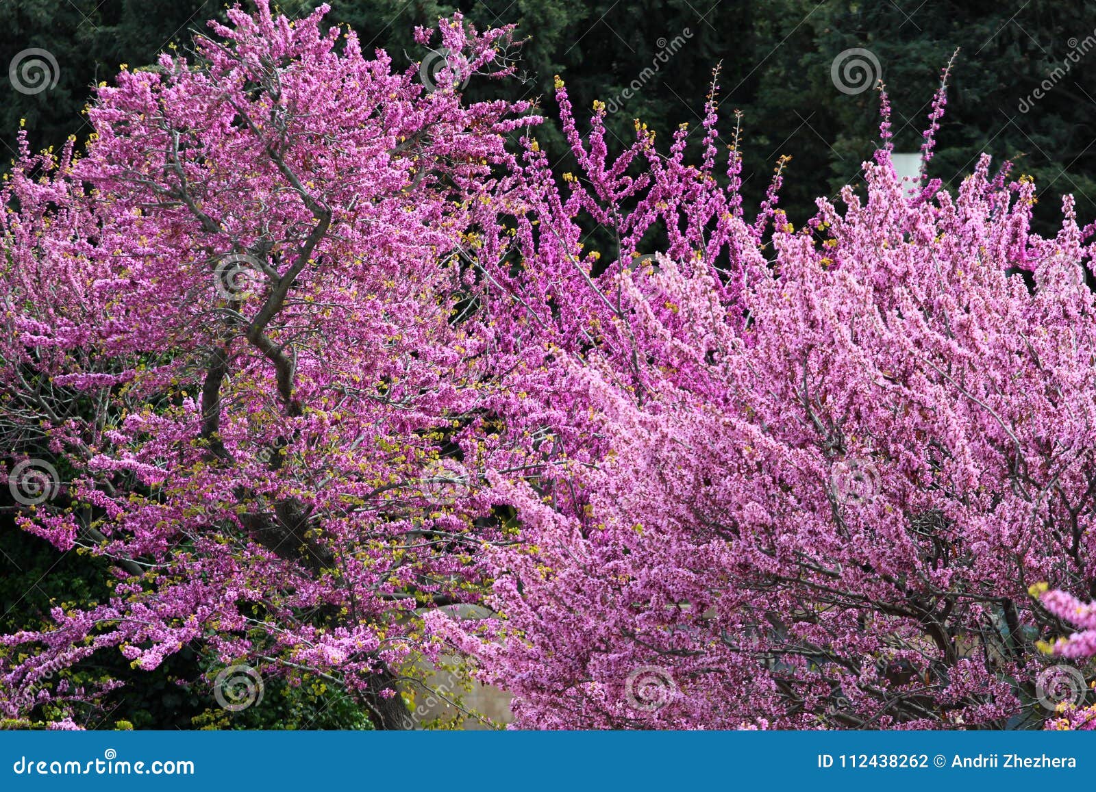 Redbud tree in bloom stock photo. Image of canadensis - 112438262