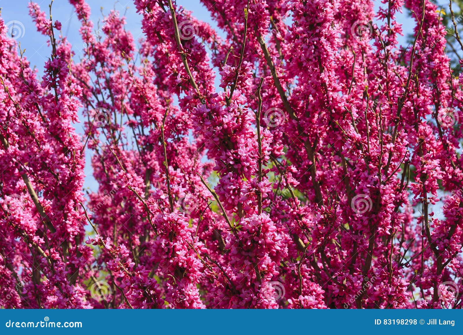 Redbud Tree Blooms stock photo. Image of gardening, purple - 83198298