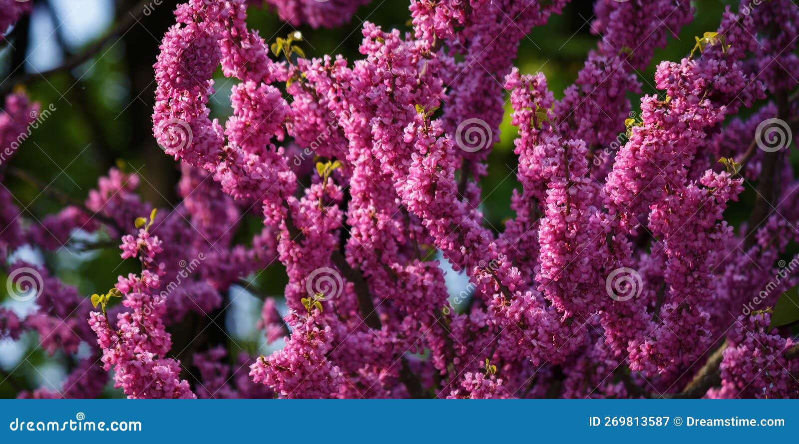 Redbud Tree Blossom in the Park Stock Image - Image of fresh, judas ...
