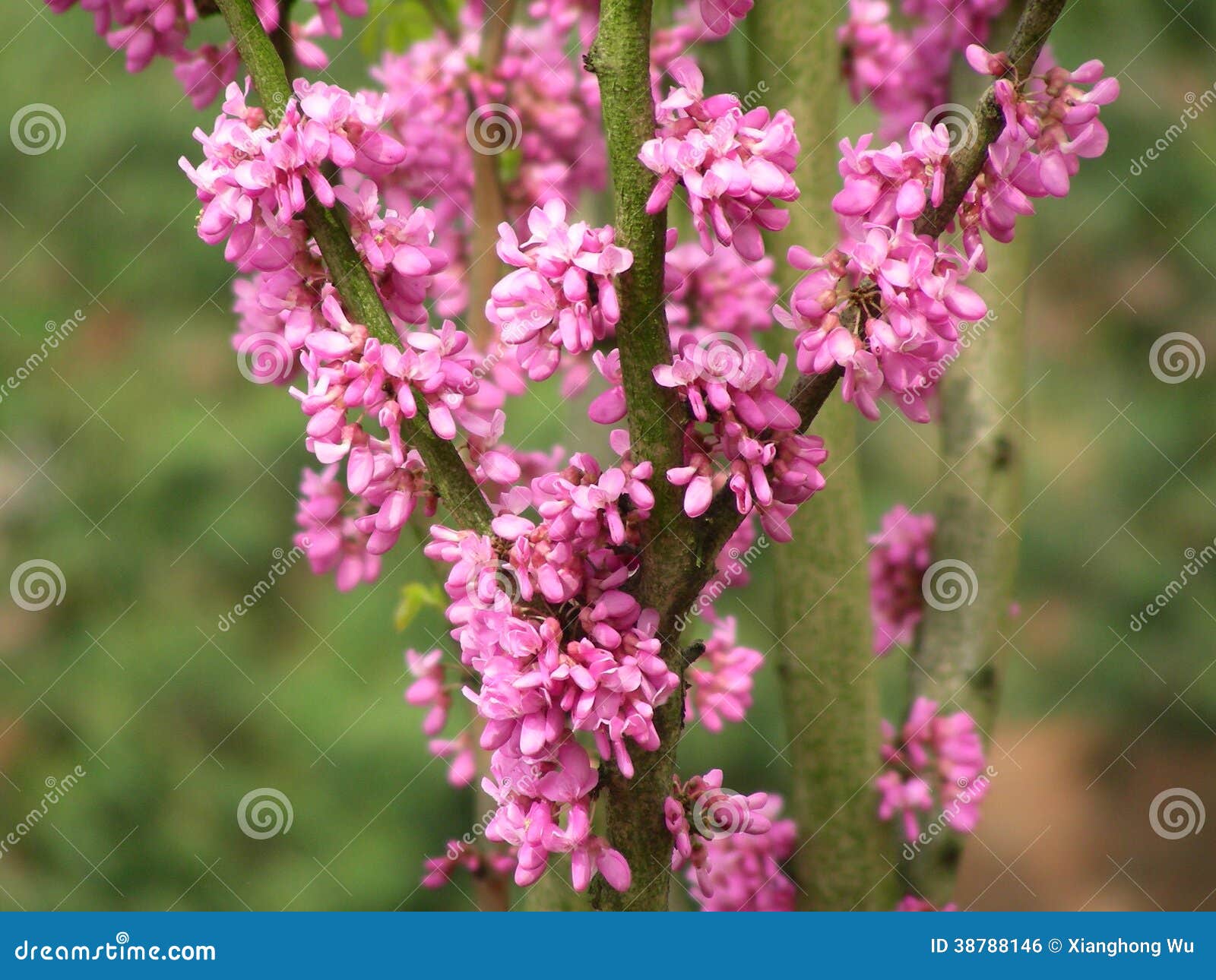 Redbud tree blossoming stock photo. Image of deciduous - 38788146