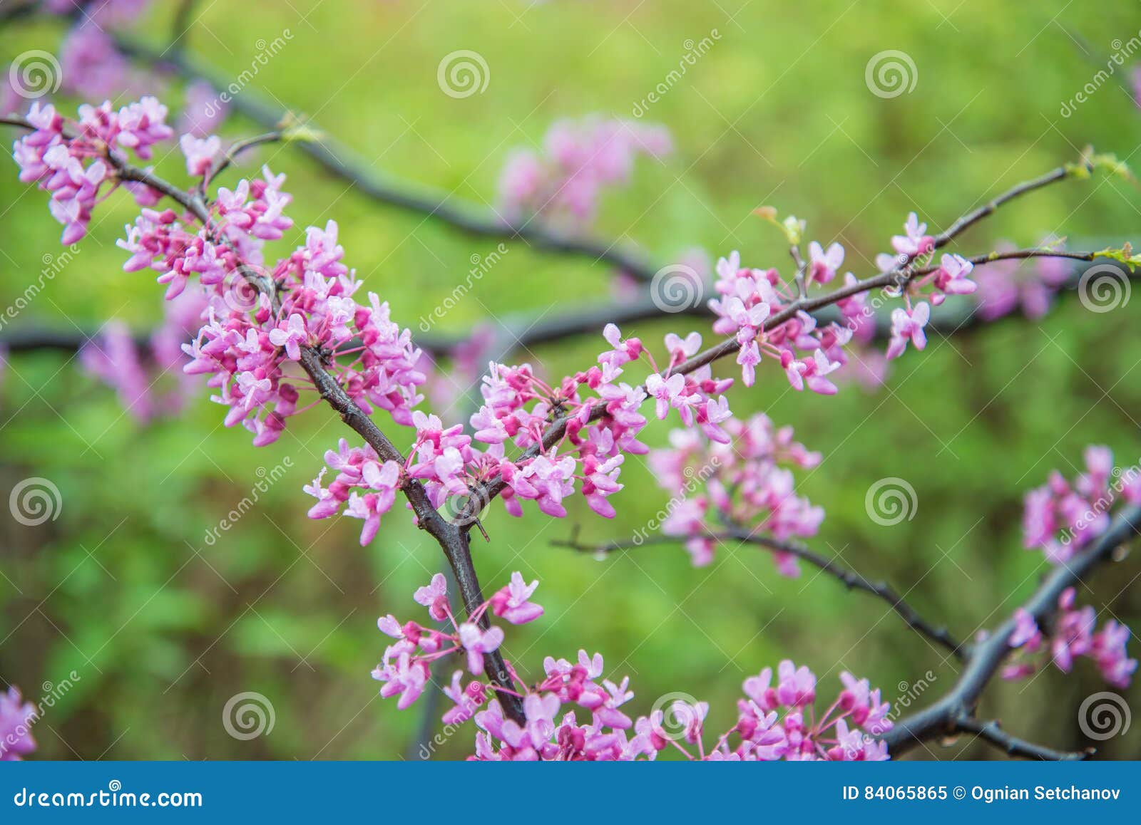 Redbud tree blossoms stock image. Image of flower, branches - 84065865