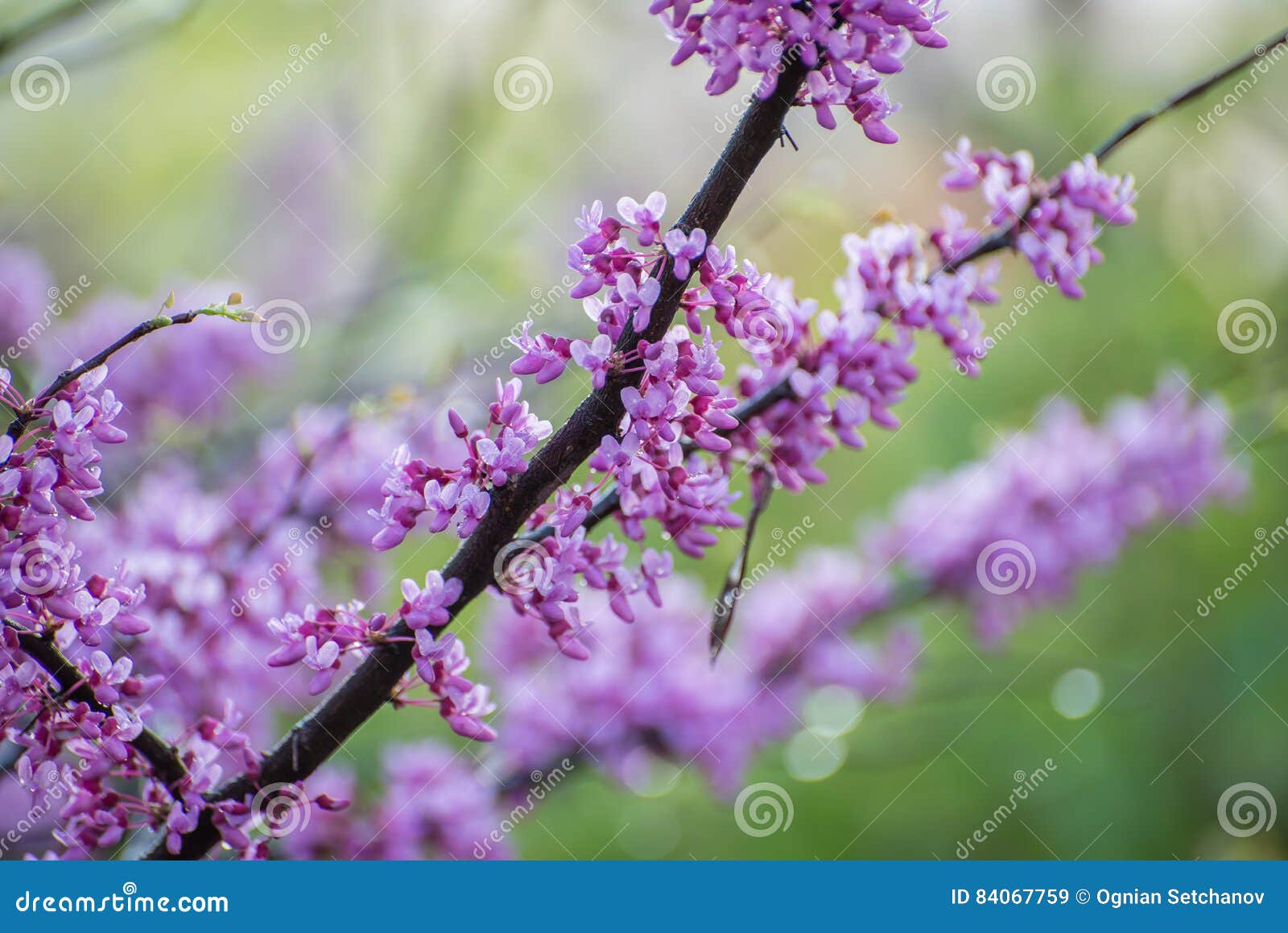 Redbud tree blossoms stock image. Image of spring, purple - 84067759