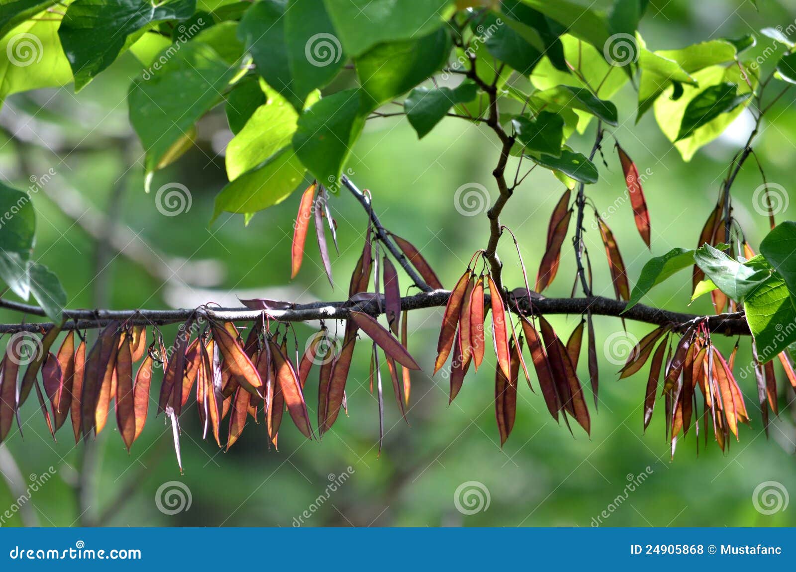 Redbud tree branch. stock photo. Image of backyard, morning - 24905868