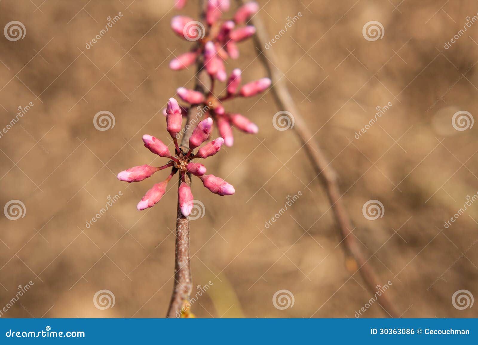 Redbud Tree in Bud stock photo. Image of redbud, young - 30363086