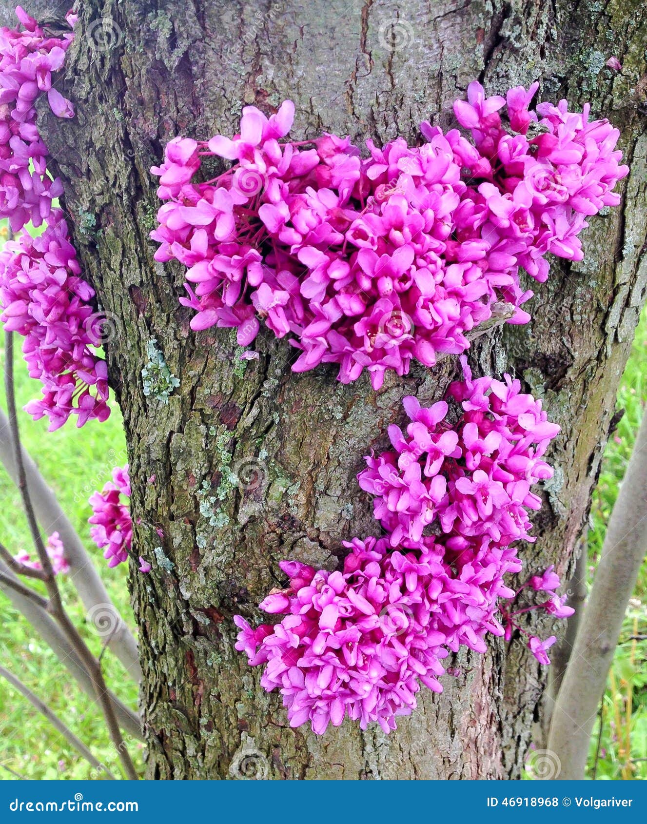 Redbud Tree (Cercis Canadensis) Blossom Stock Photo - Image of beauty ...