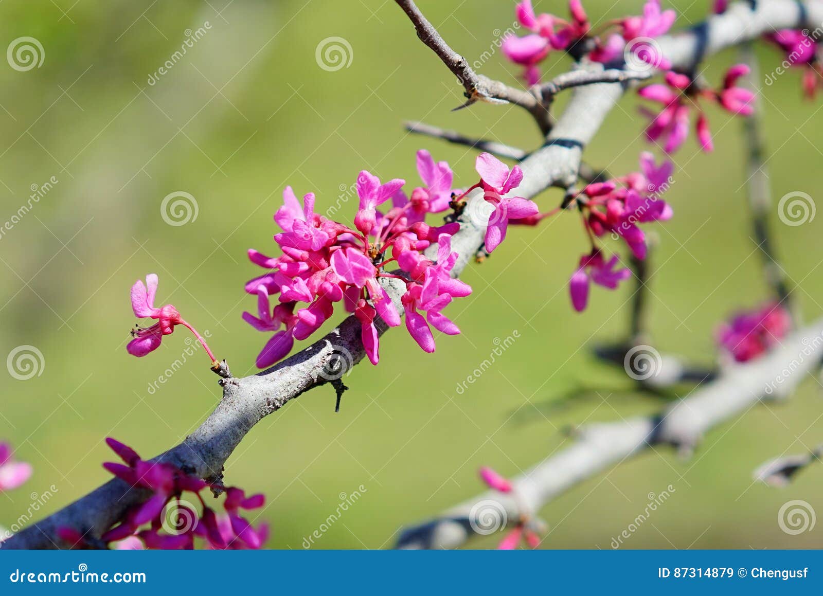 Redbud tree stock image. Image of blur, nursery, blooming - 87314879