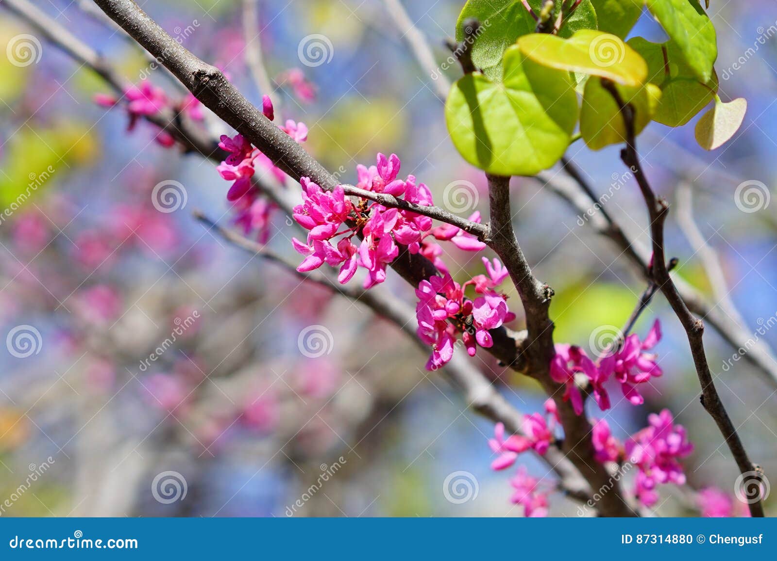 Redbud tree stock photo. Image of blooms, blur, green - 87314880