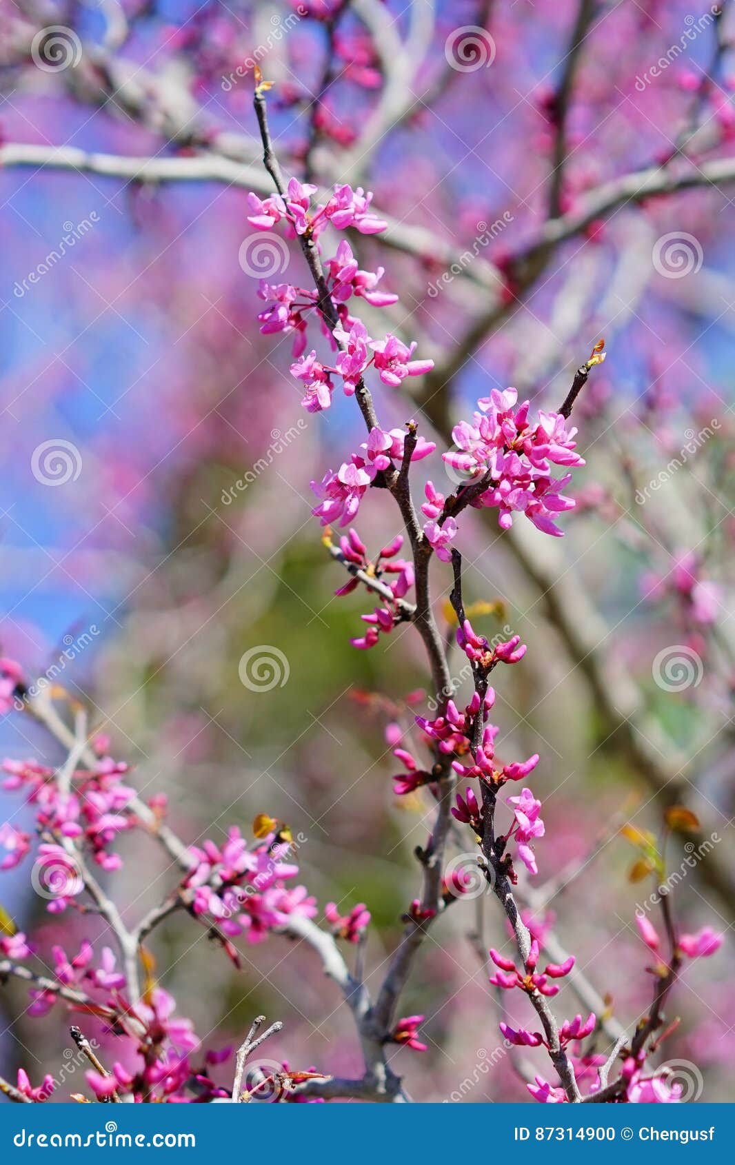 Redbud tree stock photo. Image of grassy, nursery, meadow - 87314900