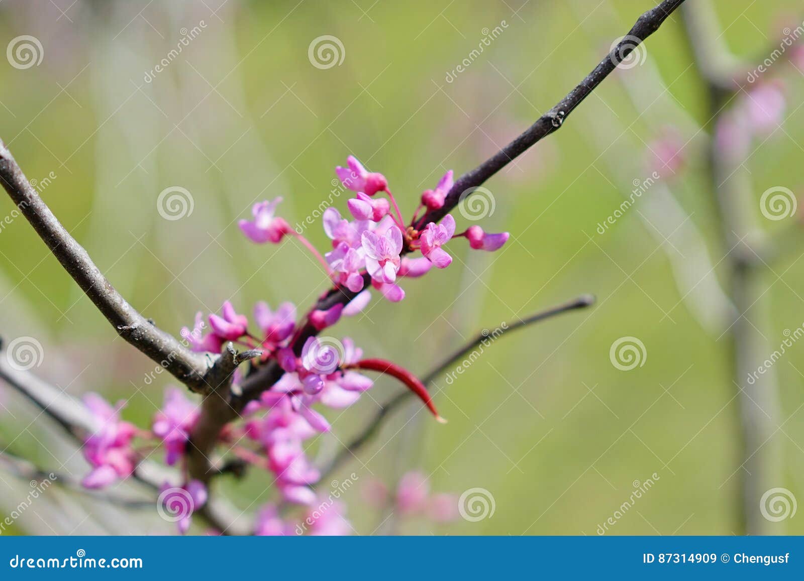 Redbud tree stock image. Image of closeup, outdoors, arboretum - 87314909