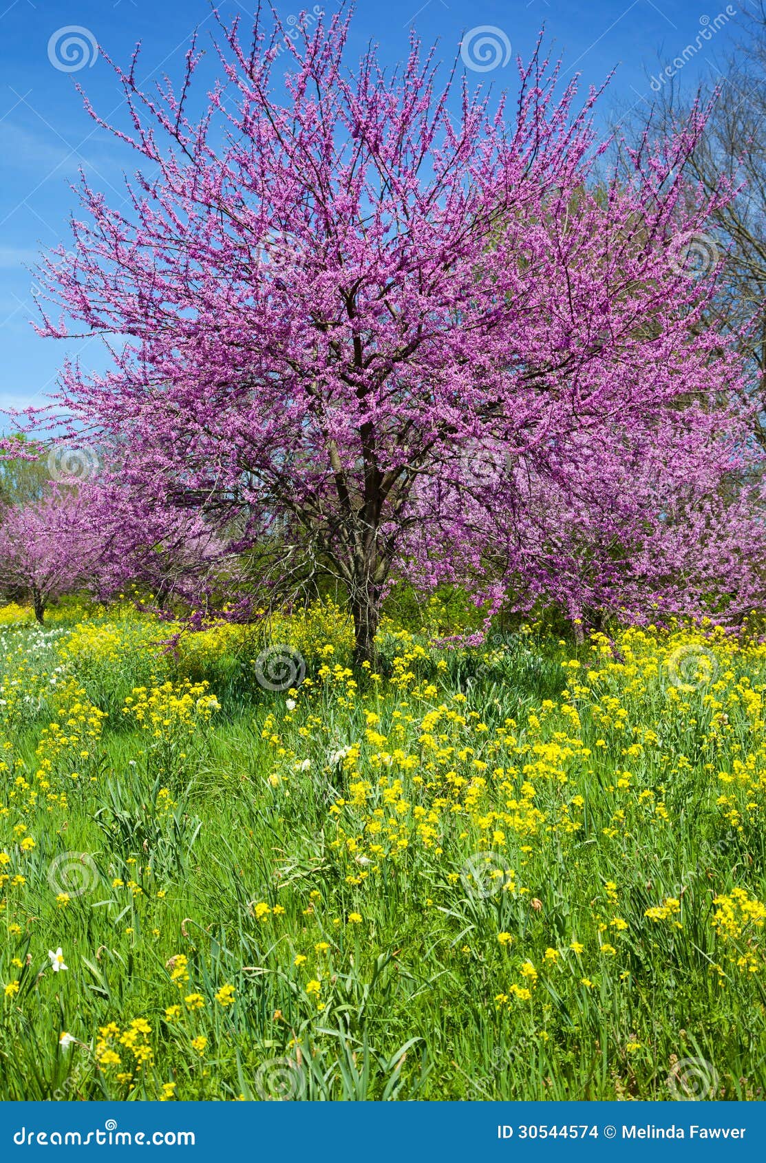 Redbud Tree stock photo. Image of field, grass, blooming - 30544574