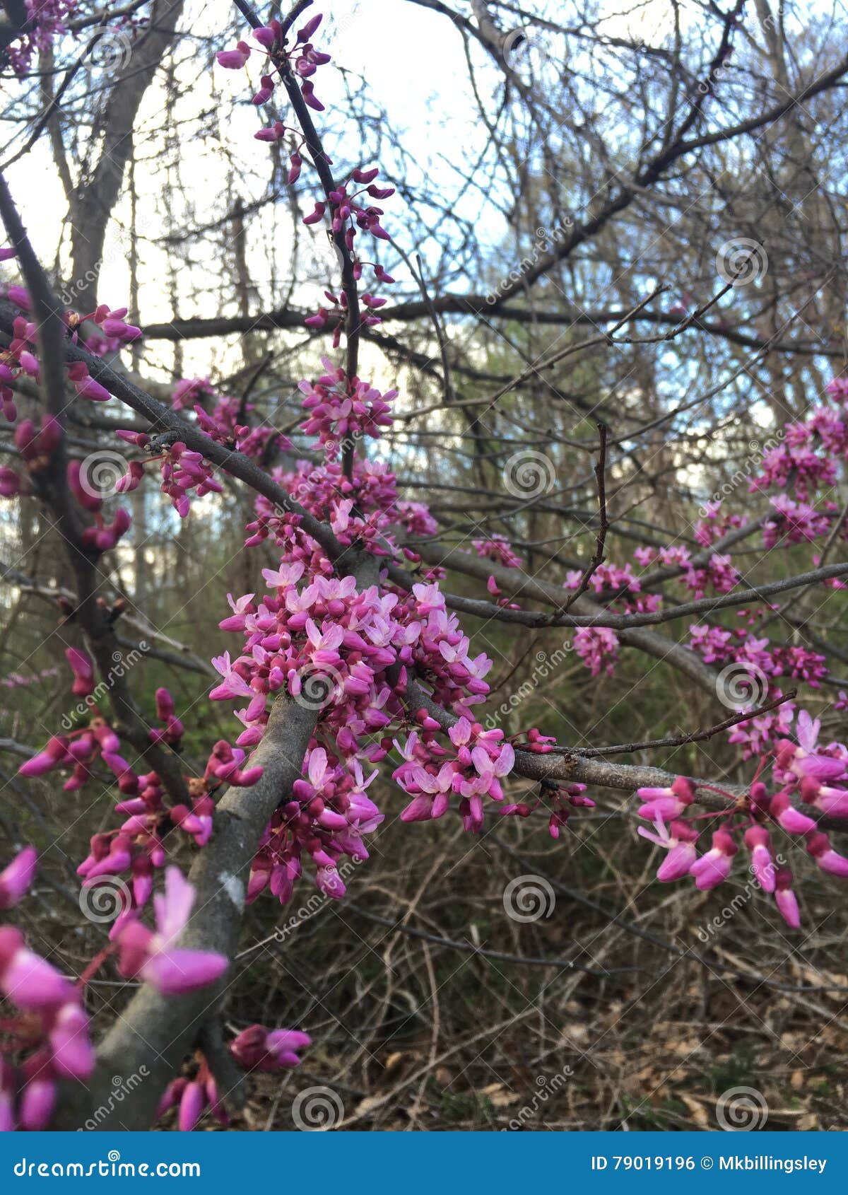 Redbud tree in spring stock photo. Image of branches - 79019196
